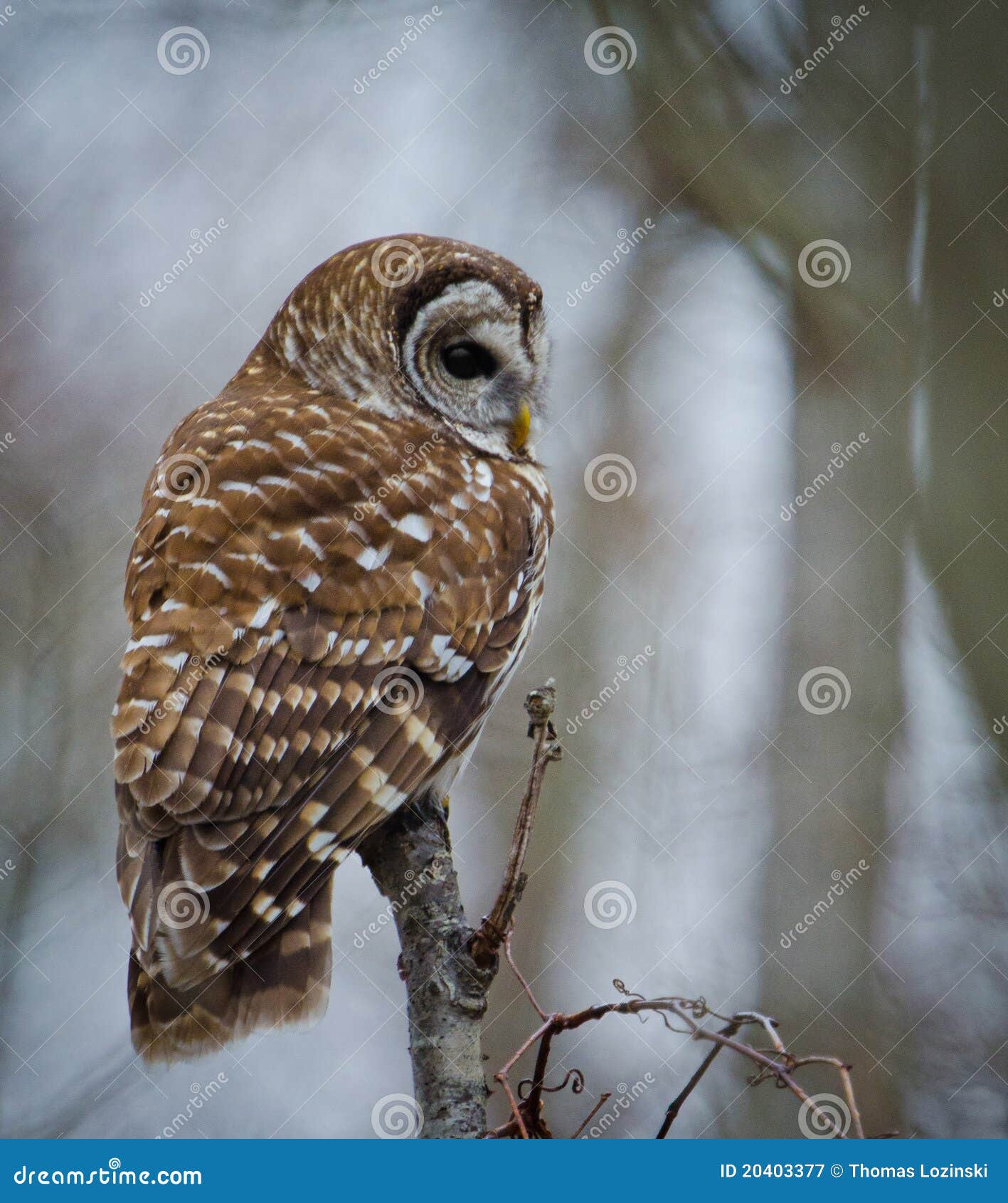 Barred Owl stock image. Image of perch, birdwatching - 20403377