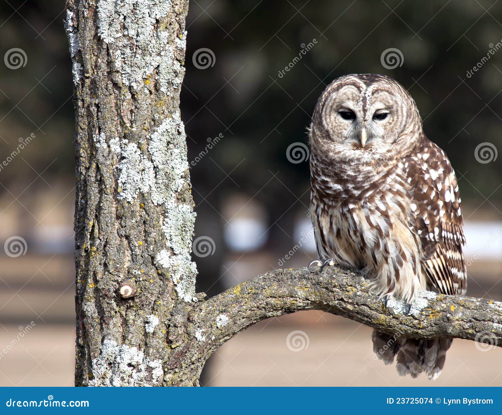 Barred Owl stock photo. Image of bird, feather, perching - 23725074
