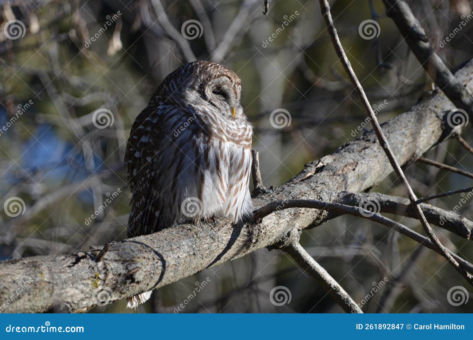Barred Owl Asleep in Forest Stock Image - Image of asleep, cute: 261892847