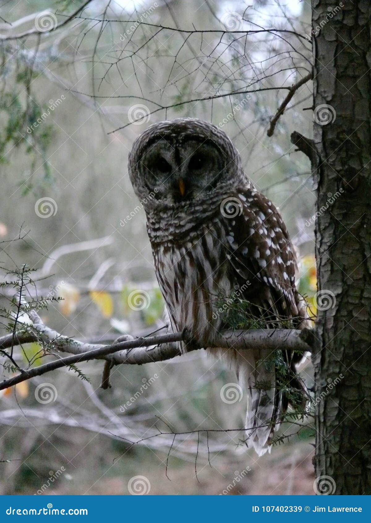 Barred Owl stock image. Image of beak, branch, wildlife - 107402339