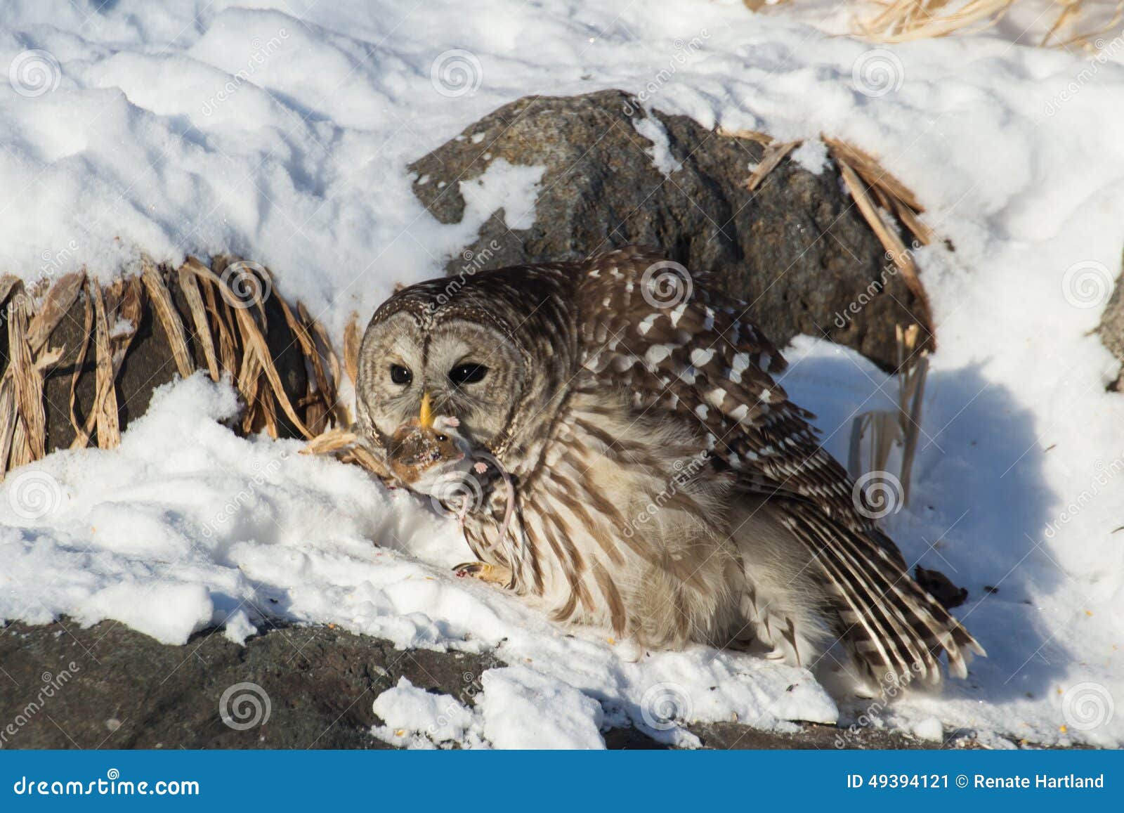 Barred Owl with prey stock image. Image of creature, plumage - 49394121