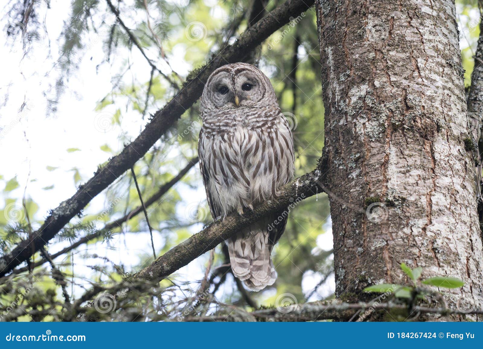 Barred owl bird stock photo. Image of barred, columbia - 184267424