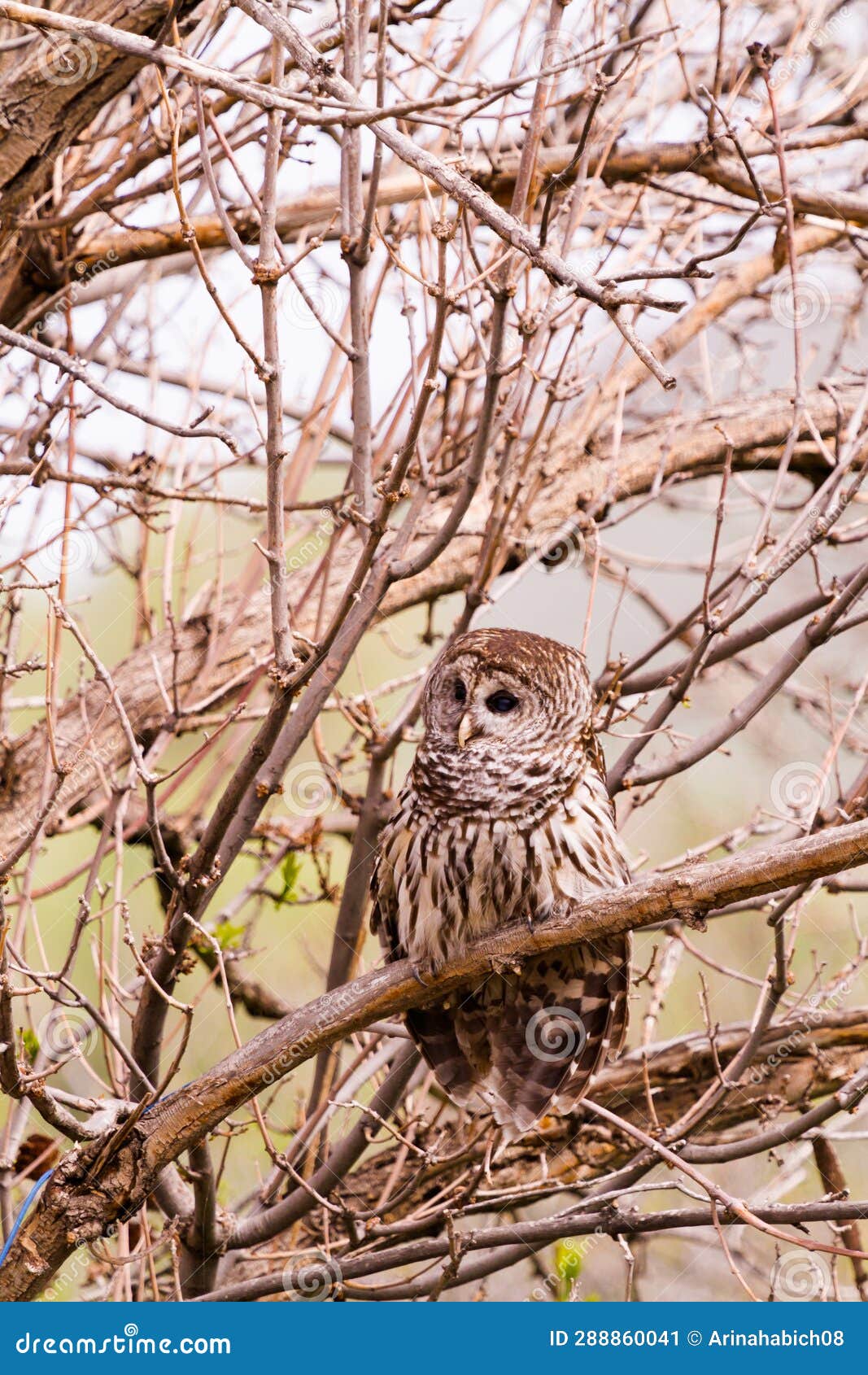 Barred Owl stock image. Image of animals, nature, face - 288860041