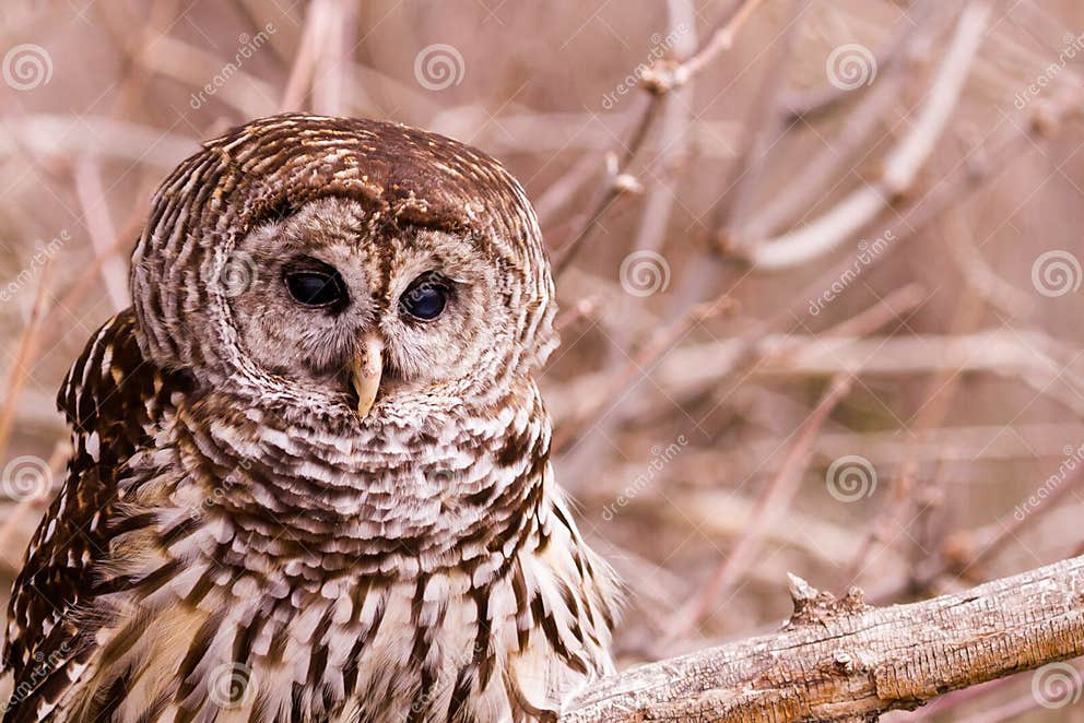 Barred Owl stock photo. Image of eyes, despair, face - 289344096