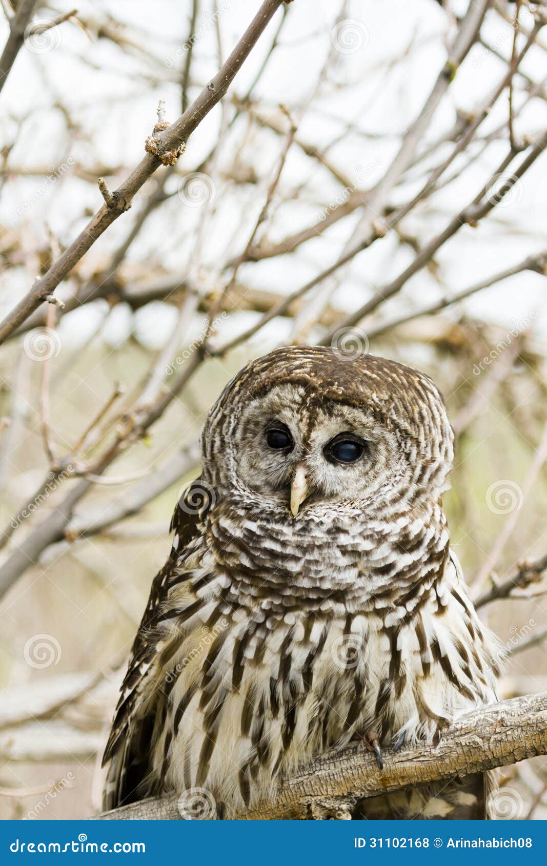 Barred Owl stock photo. Image of animal, beak, eyes, face - 31102168
