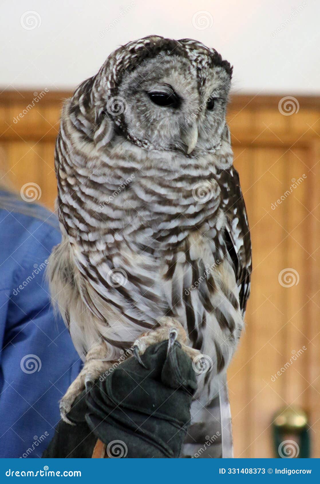 Barred Owl stock image. Image of preg, branch, side - 331408373