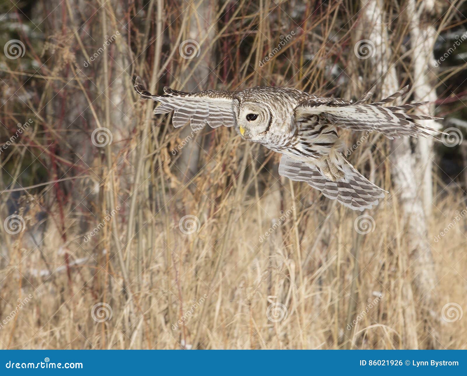 Barred owl stock photo. Image of prey, raptor, wildlife - 86021926