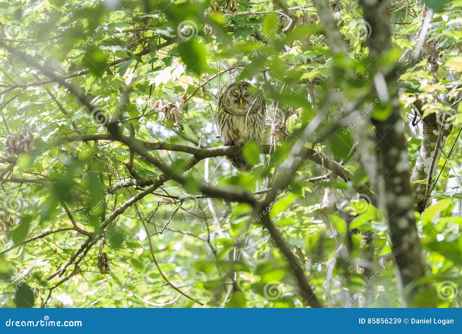 Barred Owl Corkscrew Swamp Stock Photos - Free & Royalty-Free Stock ...