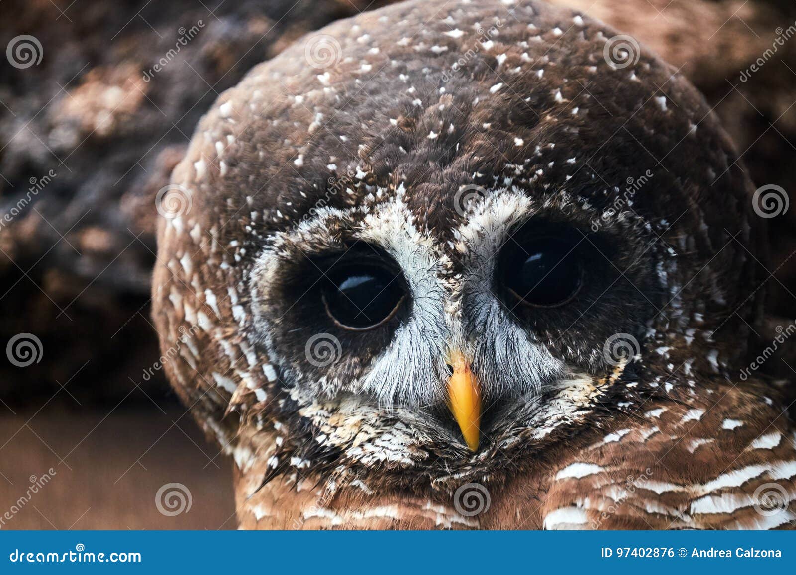 Barred Owl Face, Close Up, Portrait Stock Photo - Image of night, beak ...