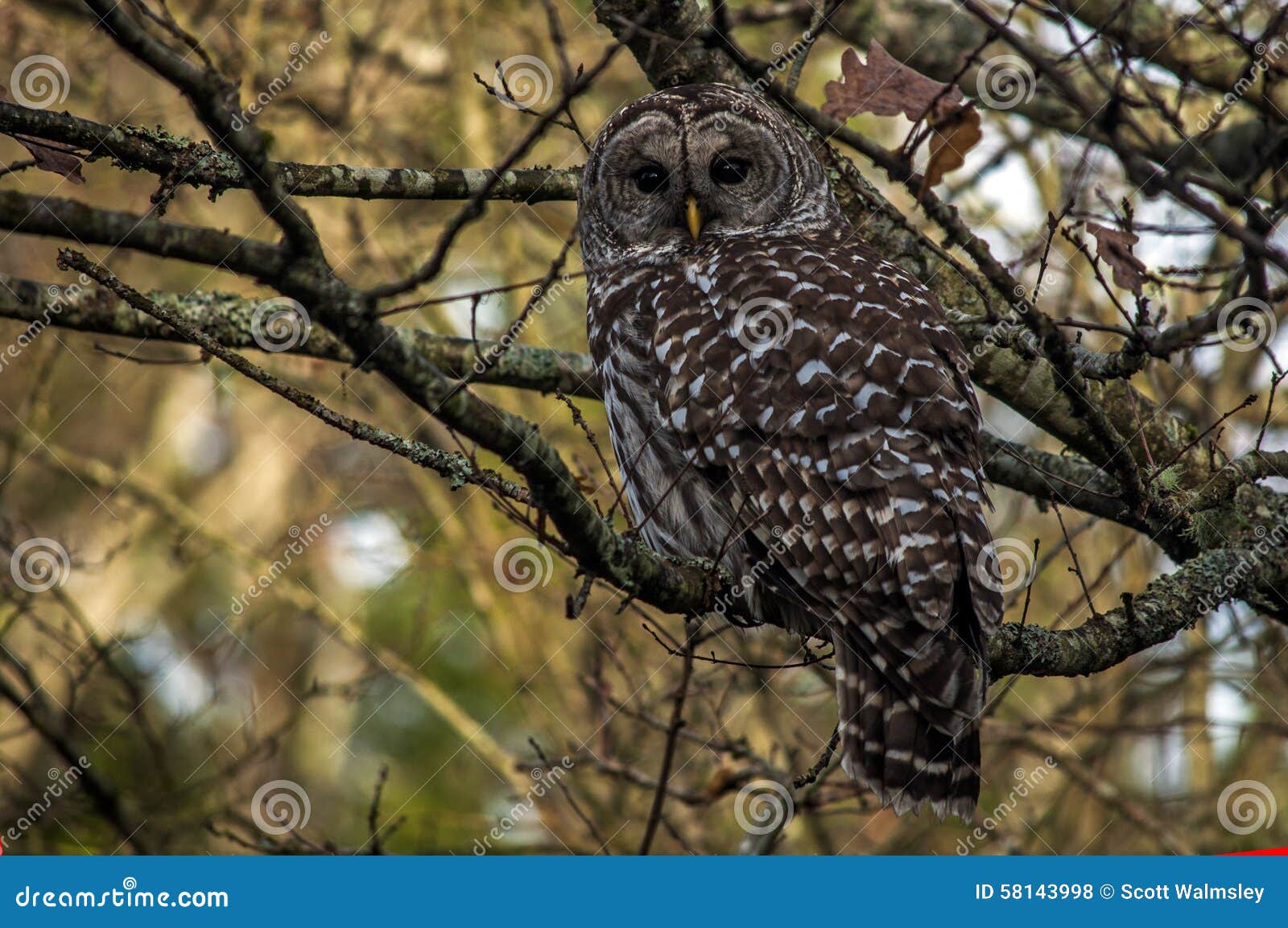 Barred owl in the fall stock photo. Image of flight, british - 58143998