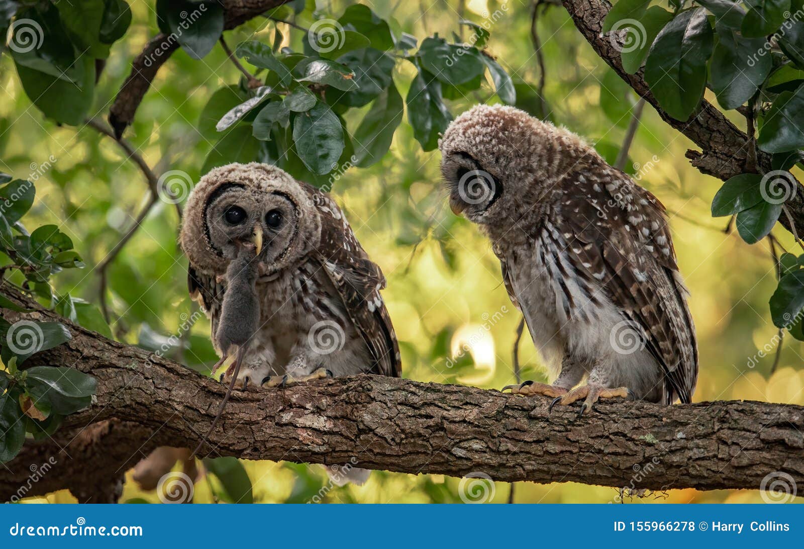 Barred Owl in Florida stock photo. Image of jersey, female - 155966278