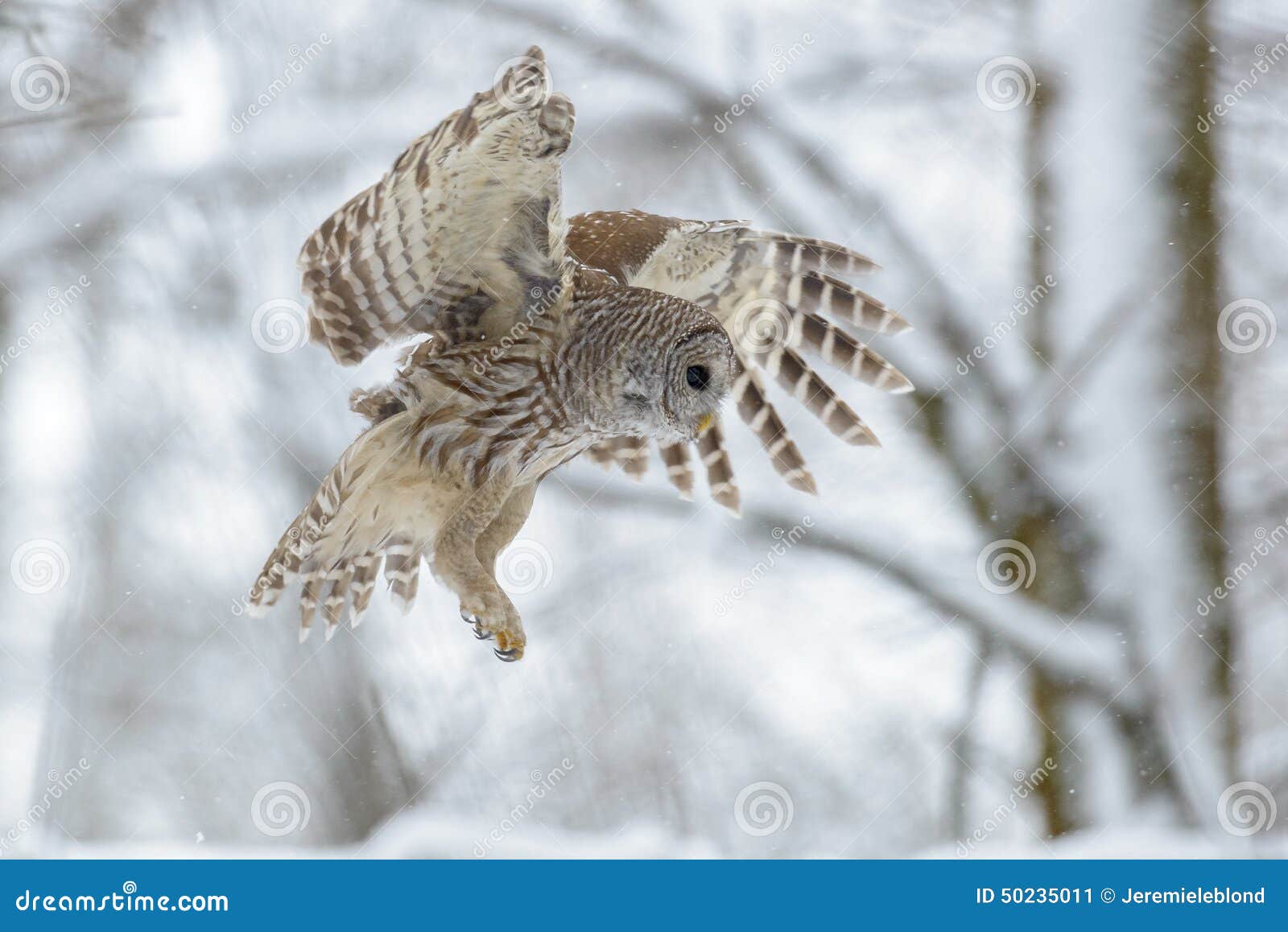 Barred Owl Flying in the Forest Stock Image - Image of branch, wild ...