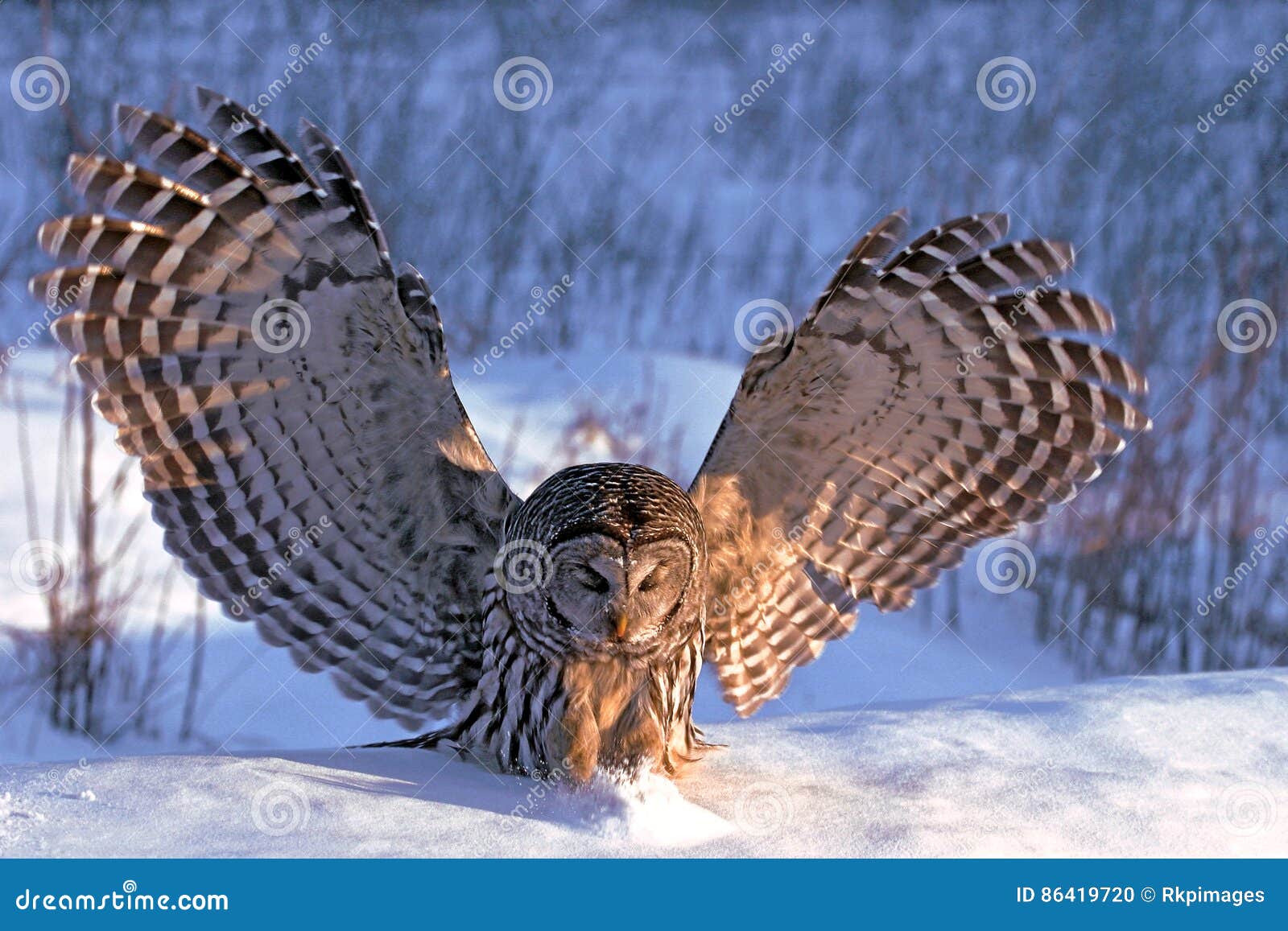 Barred owl hunting stock photo. Image of predator, owls - 86419720