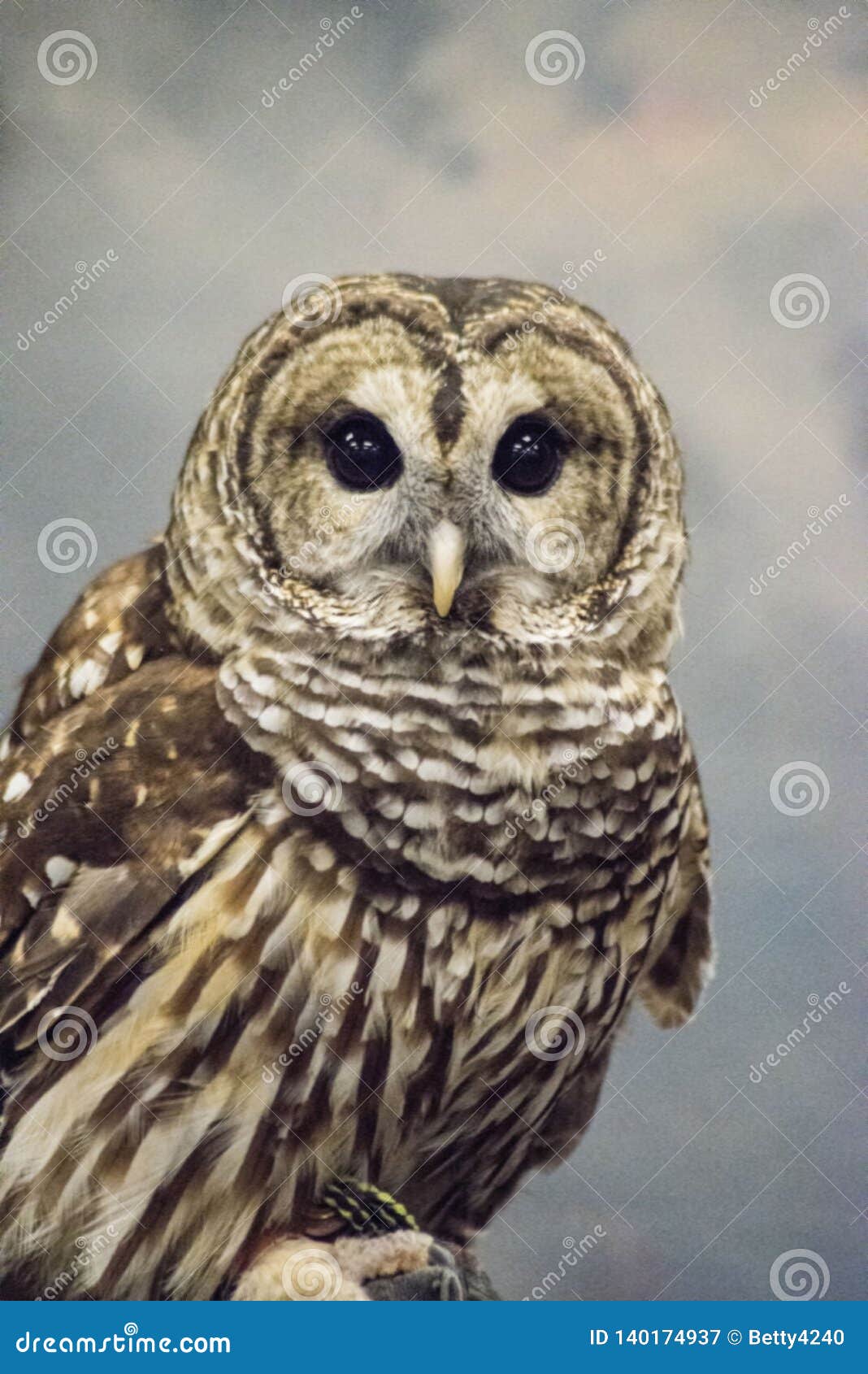 A Barred Owl with a Light Blue Background. Stock Image - Image of asia ...