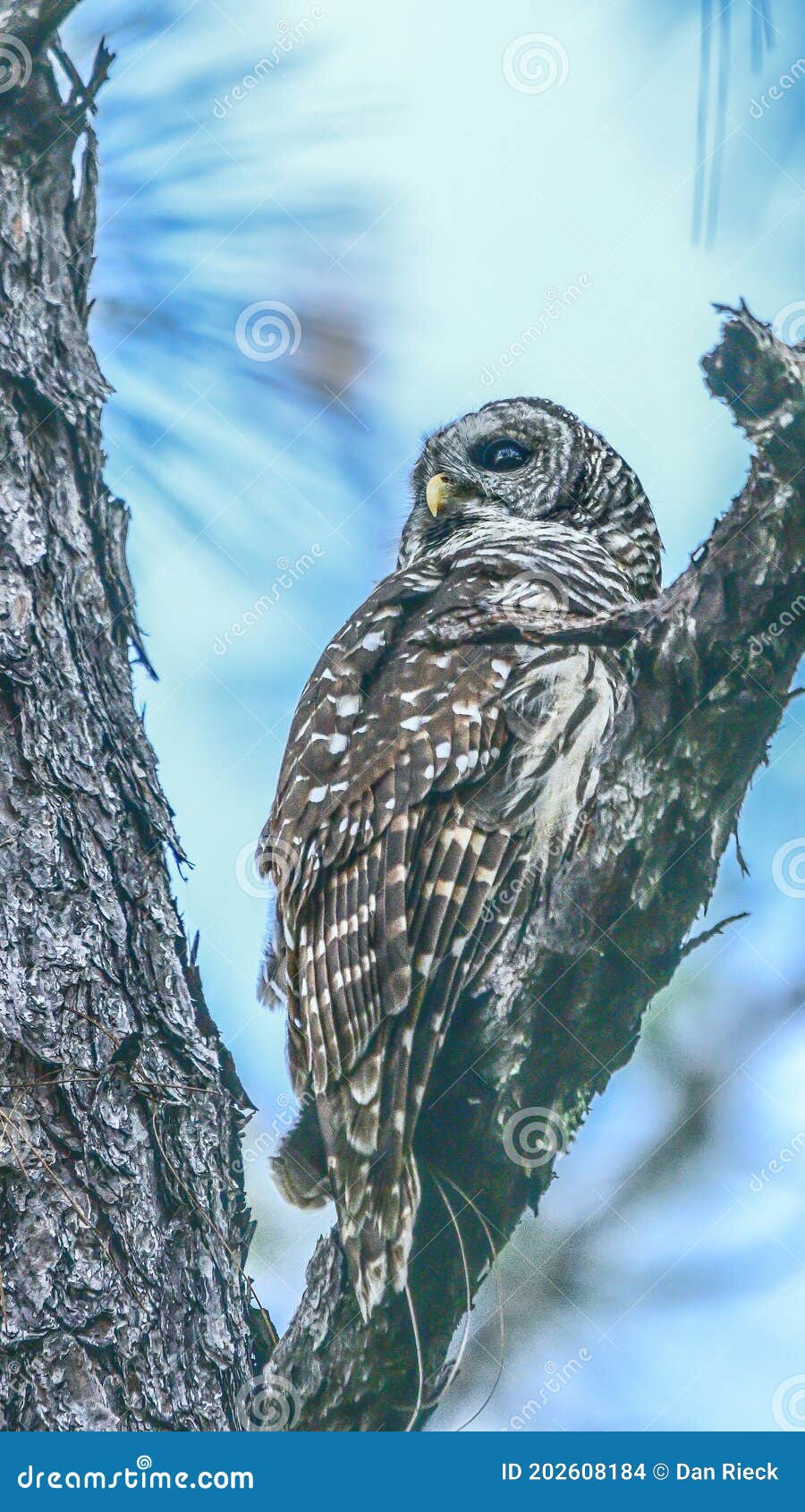 Barred Owl on Long Leaf Pine Tree Stock Photo - Image of loong, long ...