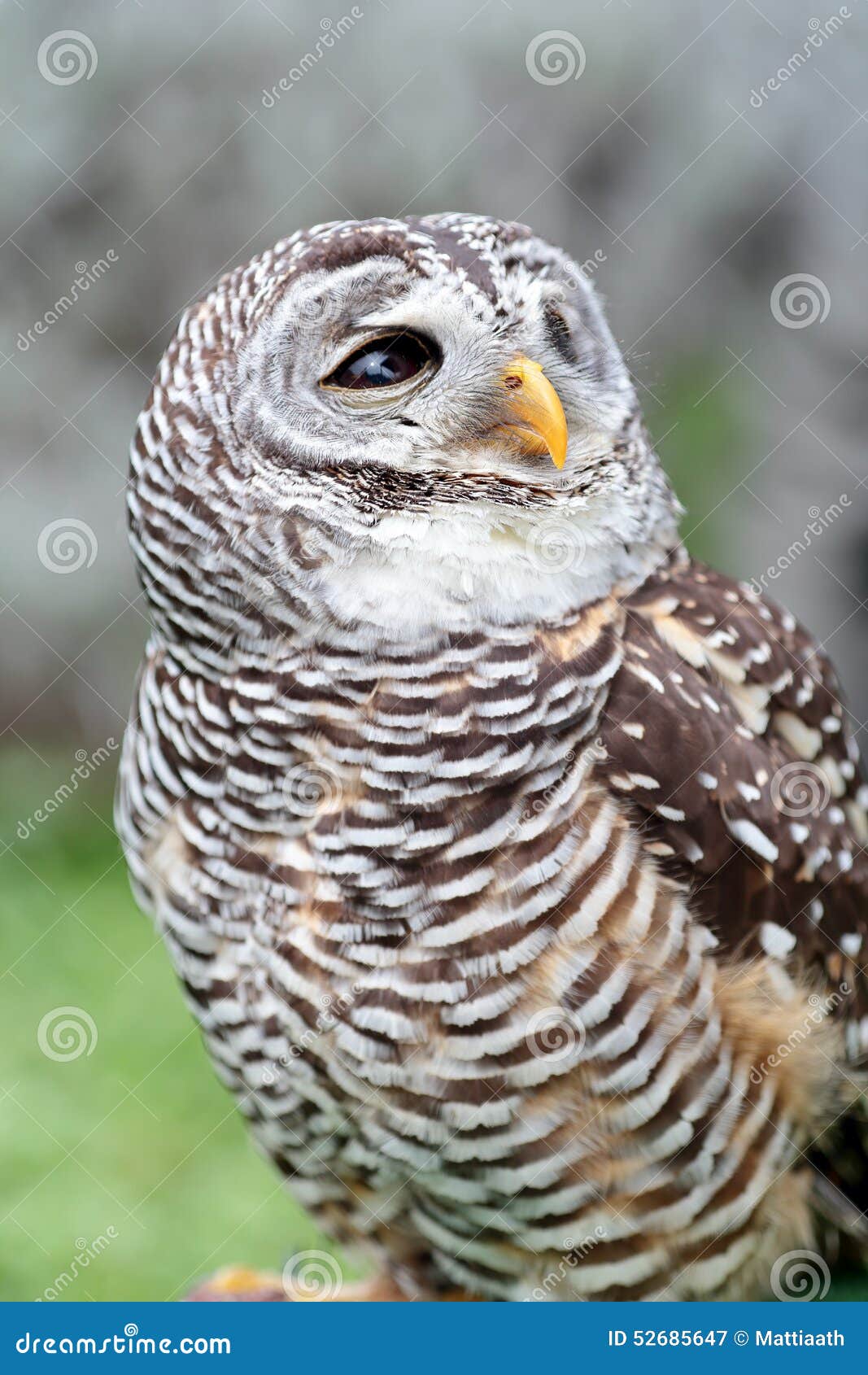 Barred owl looking behind stock image. Image of life - 52685647