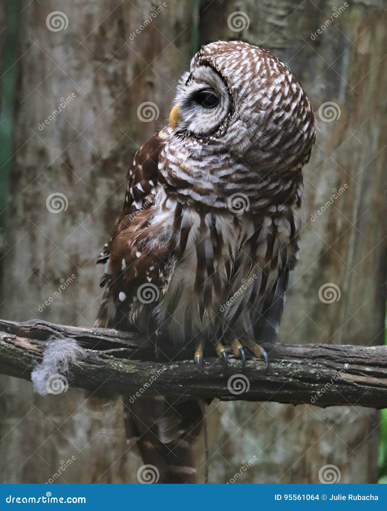 Barred Owl Looking Over Shoulder Stock Photo - Image of feathers ...