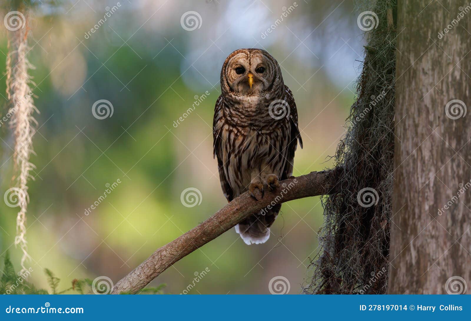 Barred Owl perch on a Tree stock photo. Image of woot - 278197014