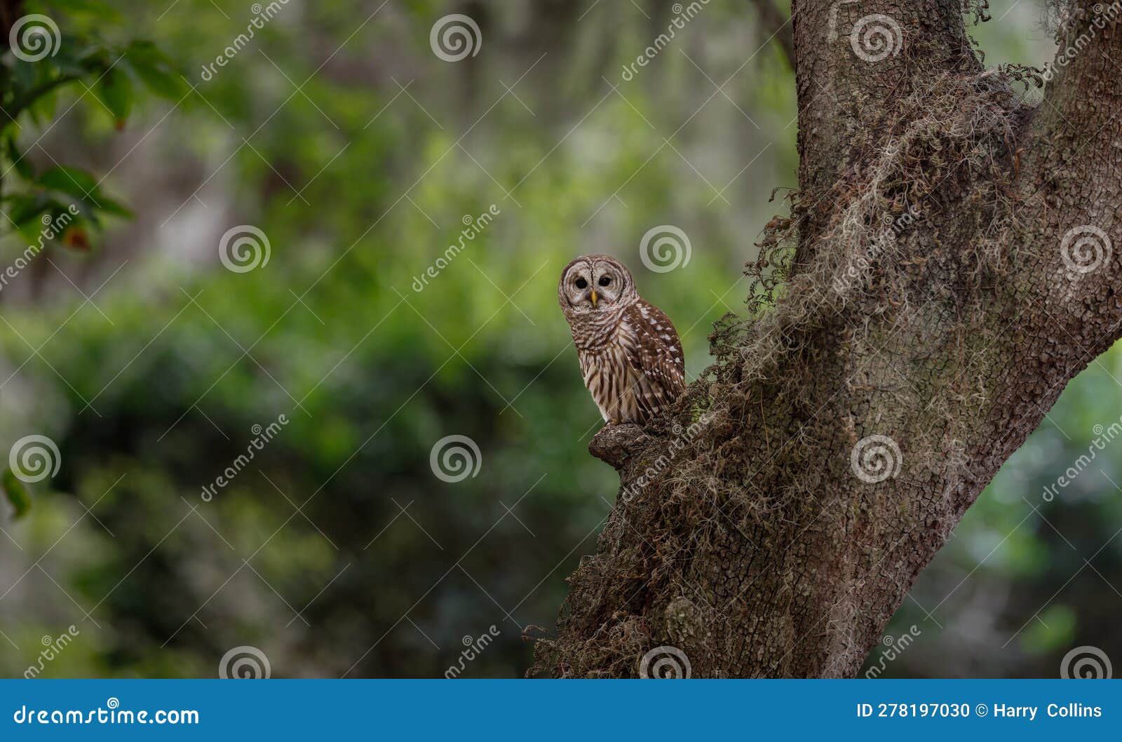 Barred Owl perch on a Tree stock photo. Image of reptile - 278197030