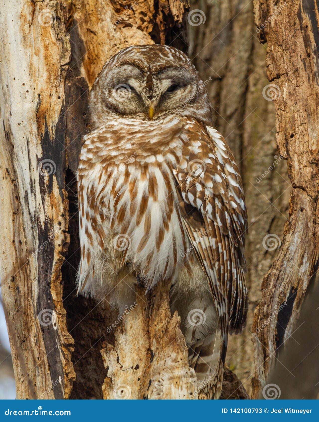 Barred Owl Perched stock image. Image of tree, bark - 142100793