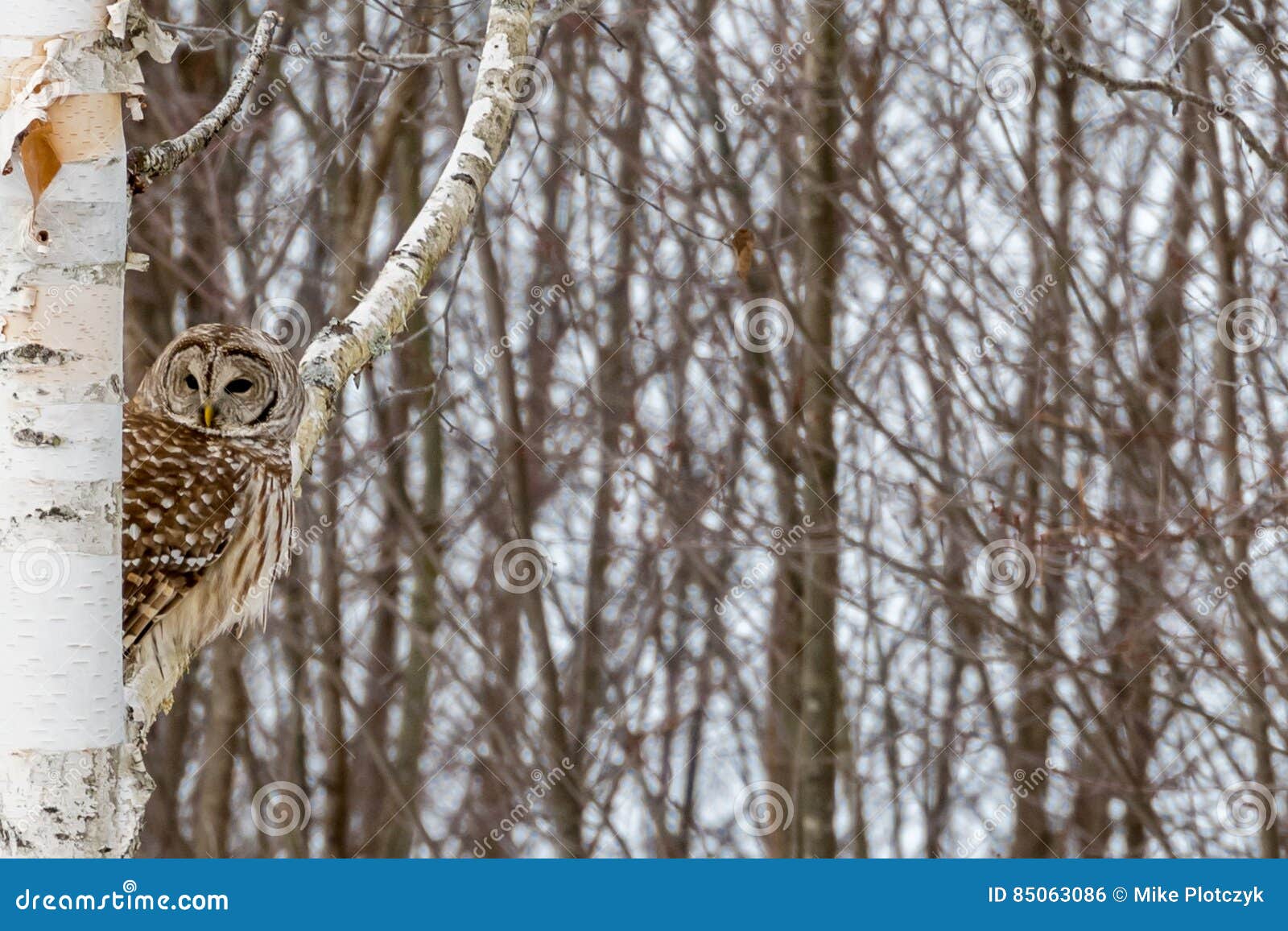 Barred Owl Perched in Birch Tree Stock Photo - Image of feathers ...