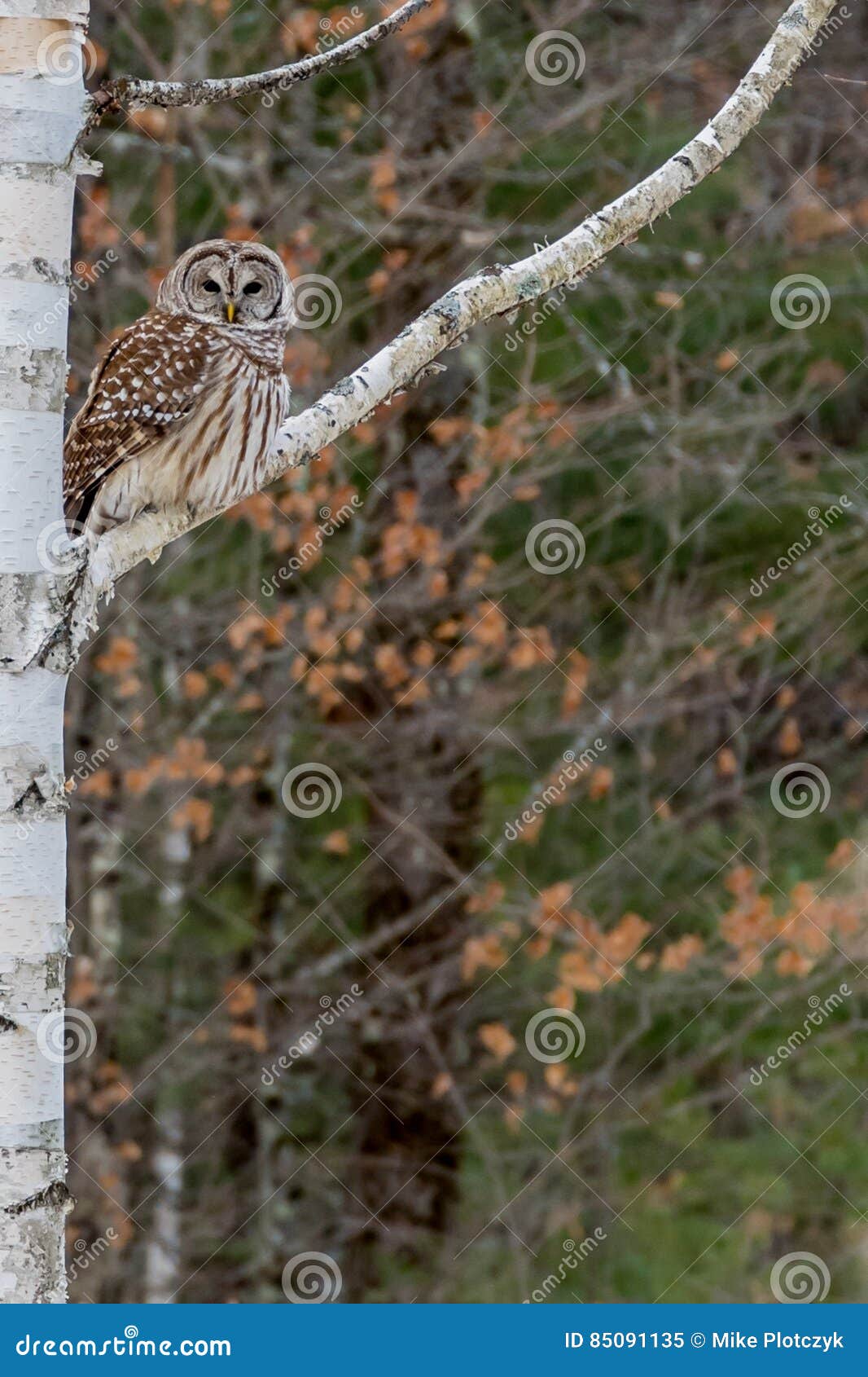 Barred Owl Perched in Birch Tree Stock Image - Image of nature, waiting ...