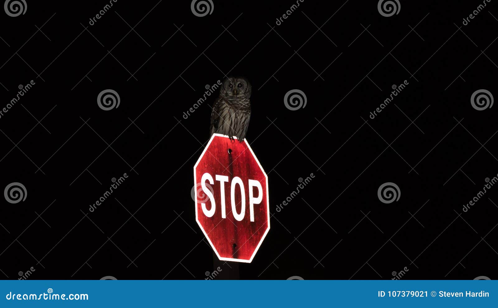 Barred Owl Perched on Stop Sign at Night Stock Image - Image of ...
