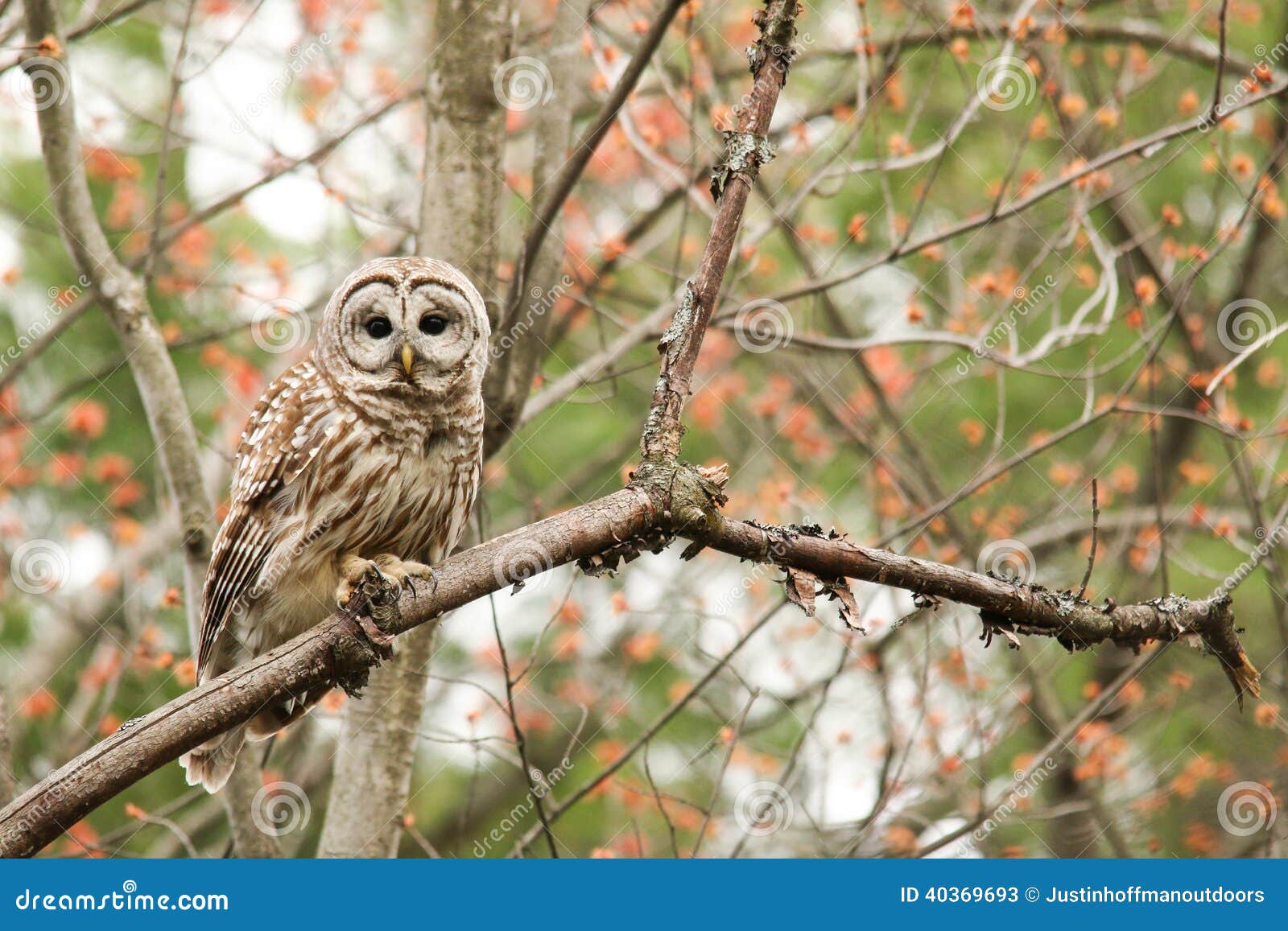 Barred Owl stock image. Image of tree, horizontal, birding - 40369693