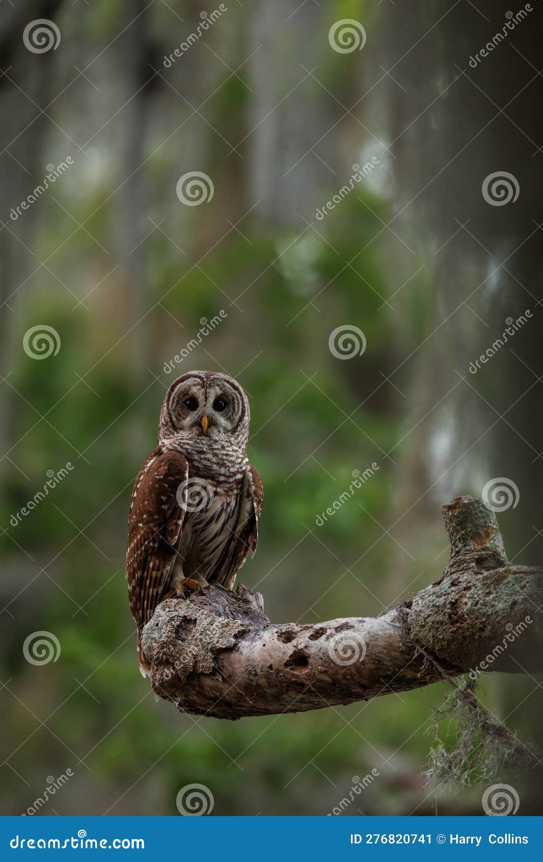 Barred Owl Perched on a Tree Stock Image - Image of trunk, hoot: 276820741