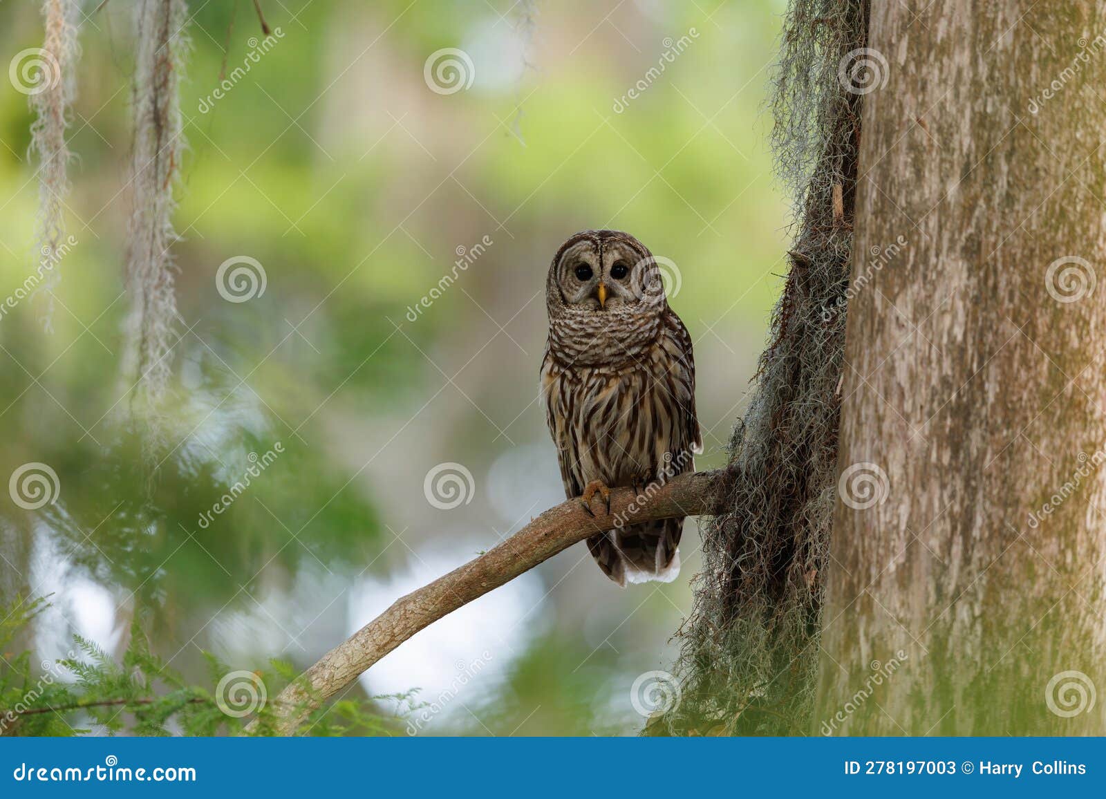 Barred Owl Perched on a Tree Stock Image - Image of perched, ruffling ...