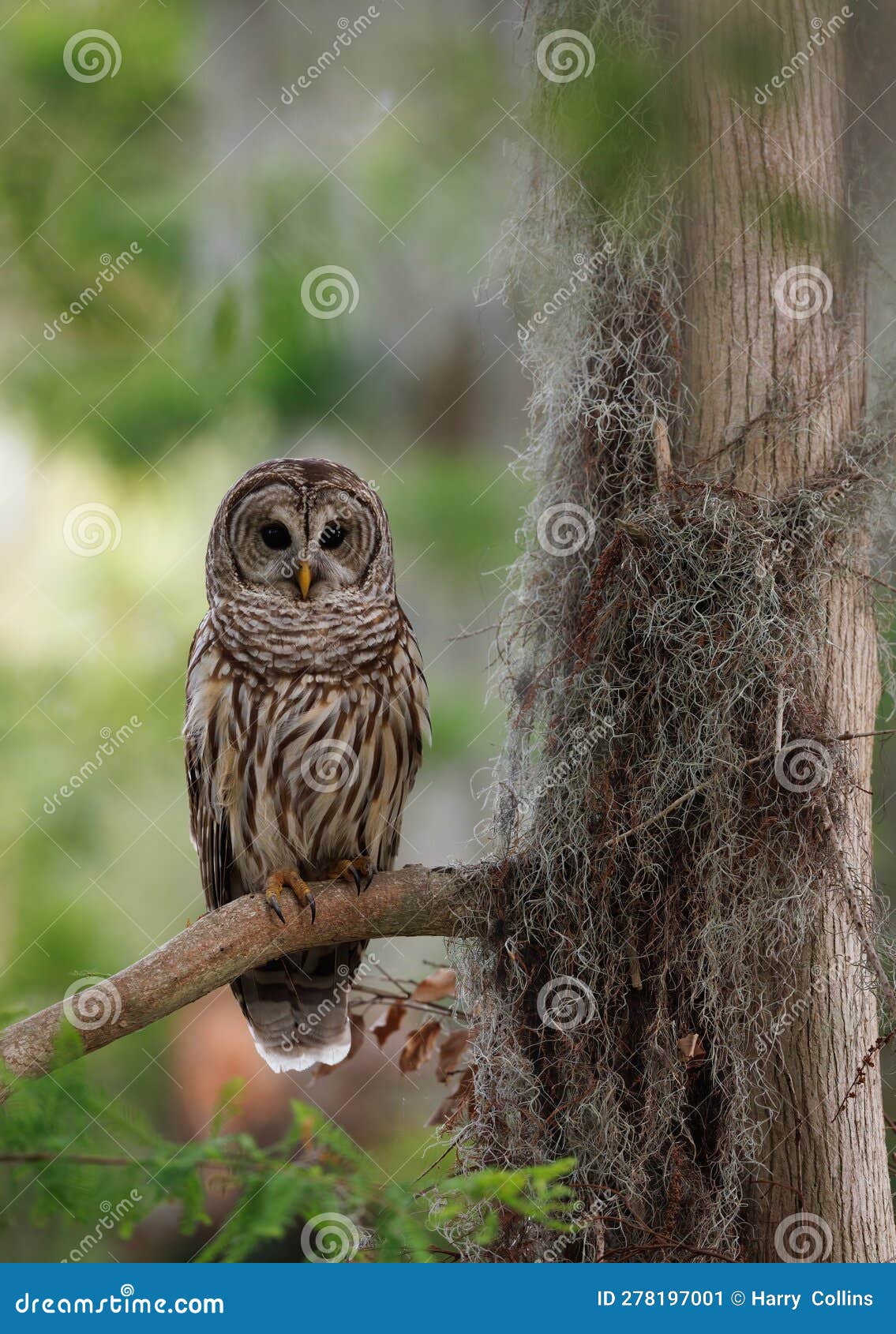 Barred Owl Perched on a Tree Stock Image - Image of wildlife, reptile ...
