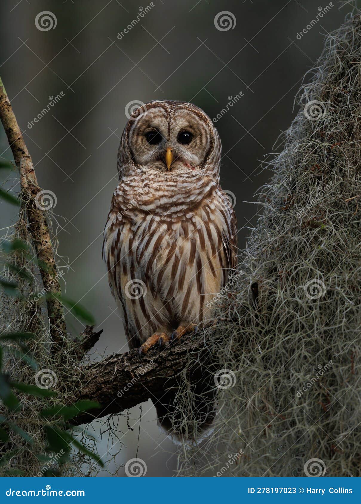 Barred Owl perch on a Tree stock image. Image of animal - 278197023