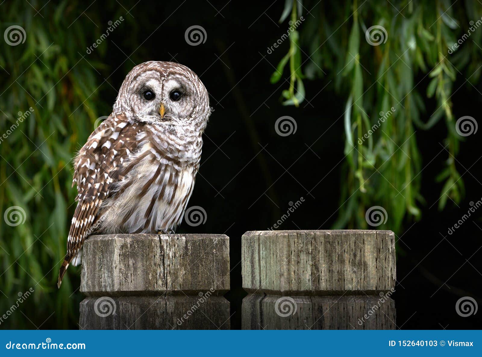 Barred Owl on Post stock image. Image of copy, forest - 152640103