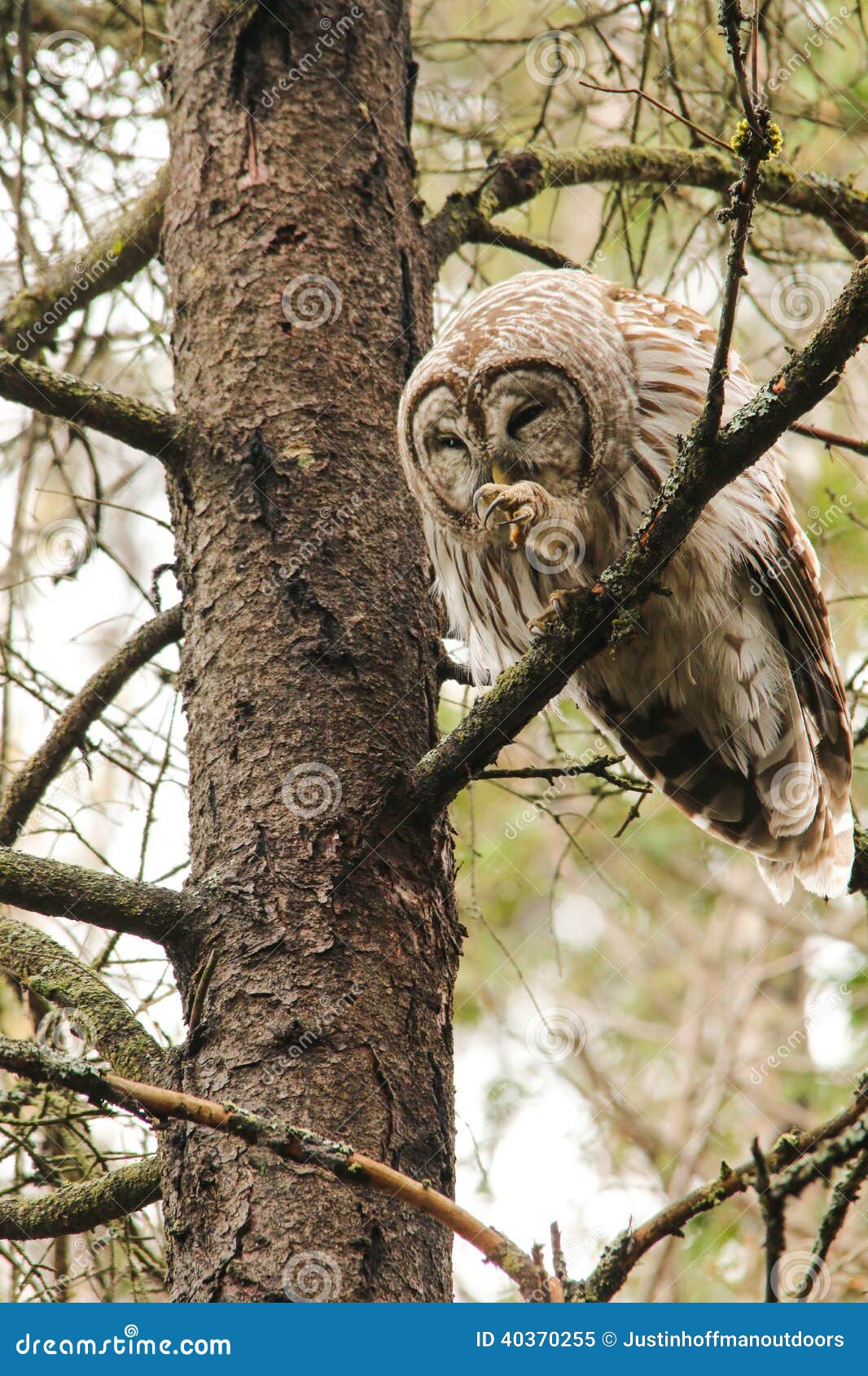 Barred Owl Preening stock image. Image of animal, scenery - 40370255