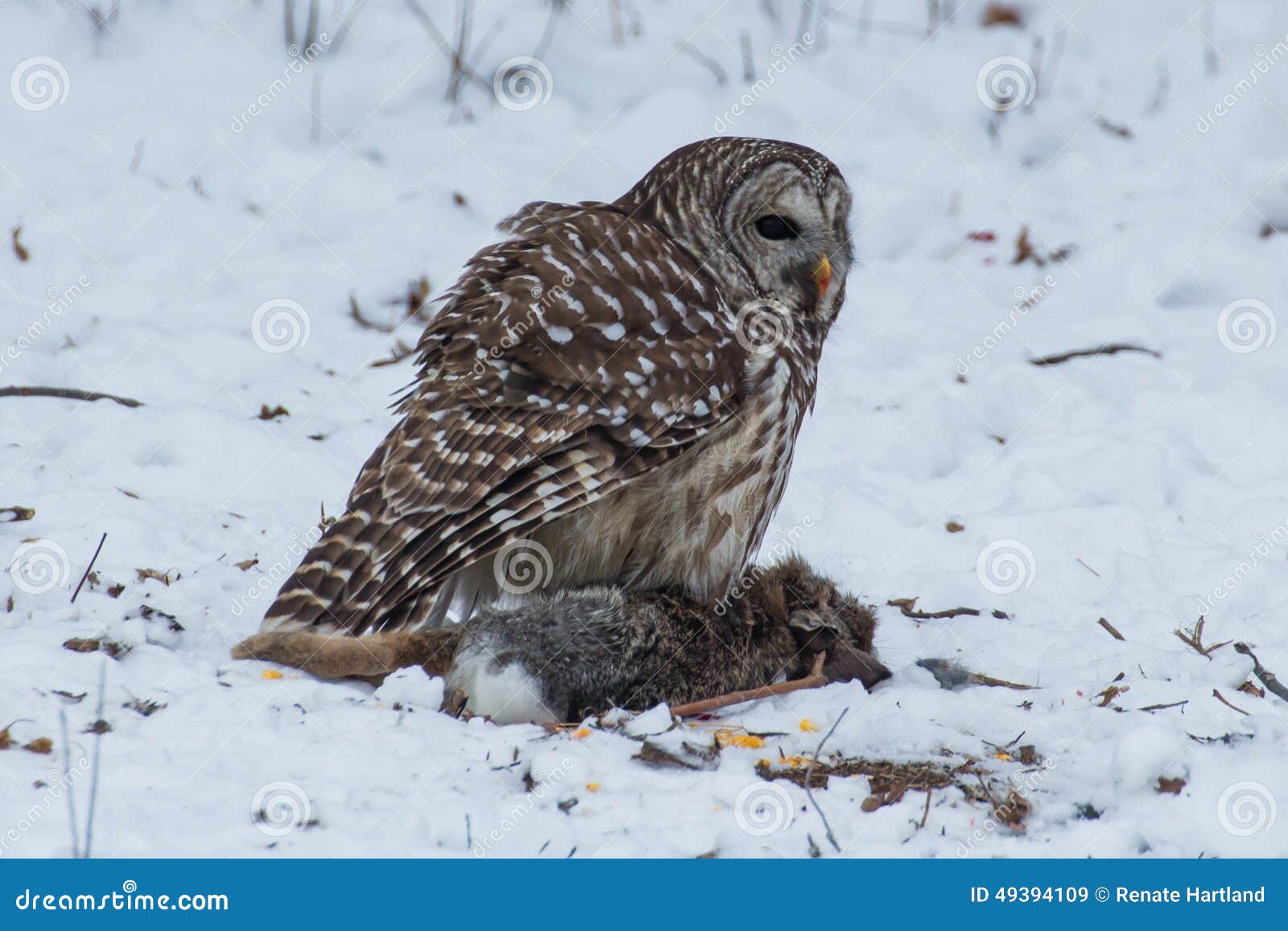 Barred Owl on prey stock image. Image of barred, outdoors - 49394109
