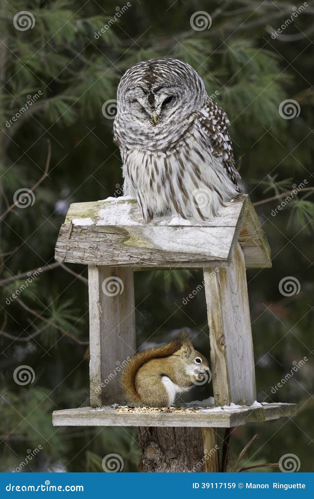 Barred Owl and Red Squirrel - Predator and Prey Stock Image - Image of ...