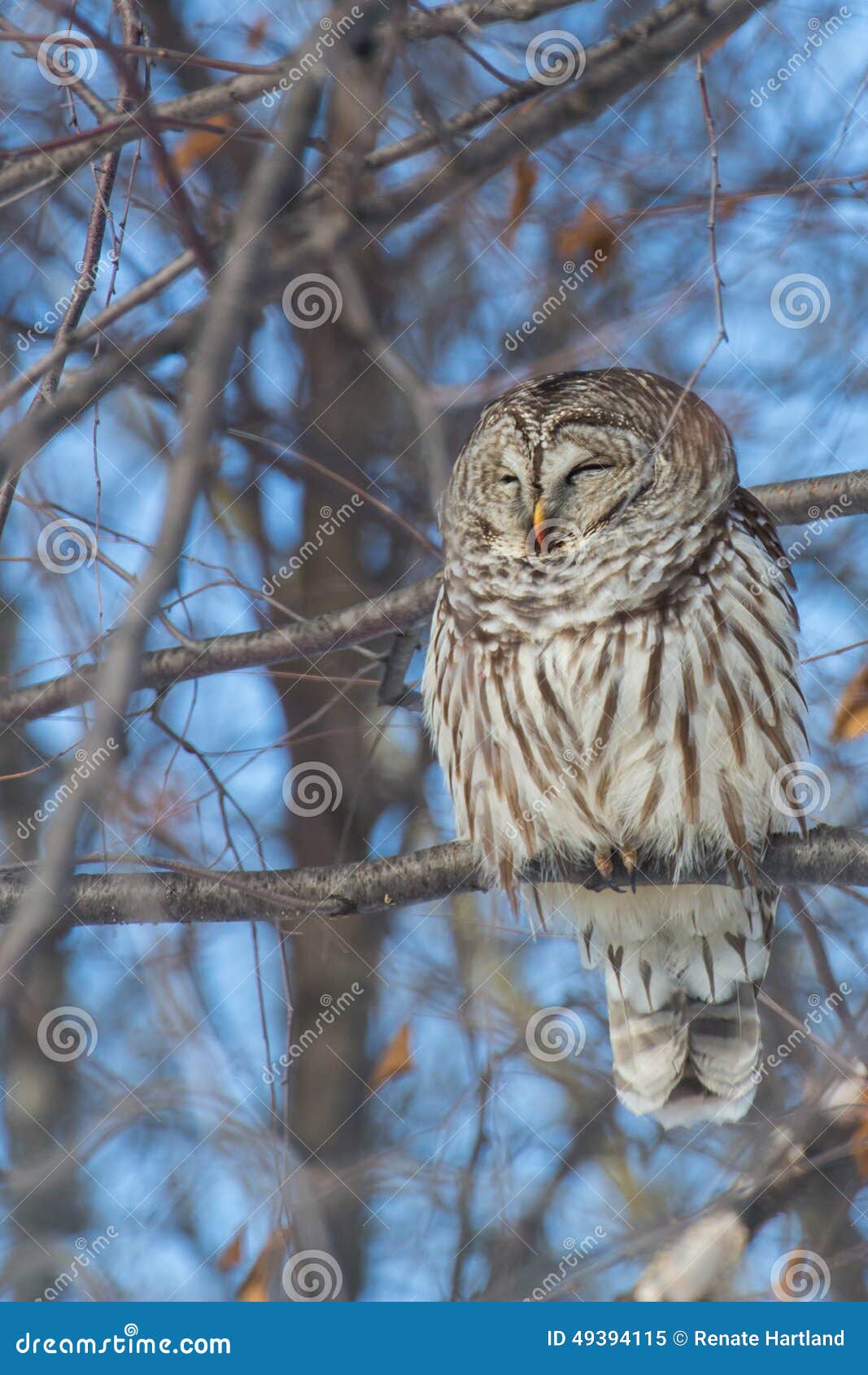 Barred Owl resting in tree stock image. Image of beautiful - 49394115