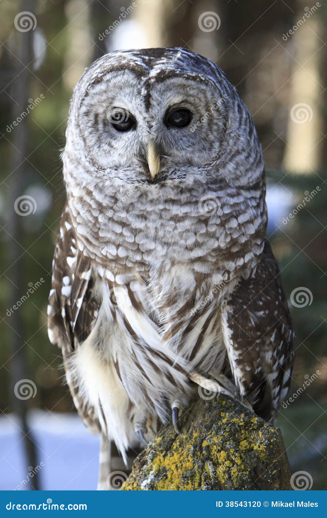 Barred owl sitting on log stock photo. Image of mikael - 38543120