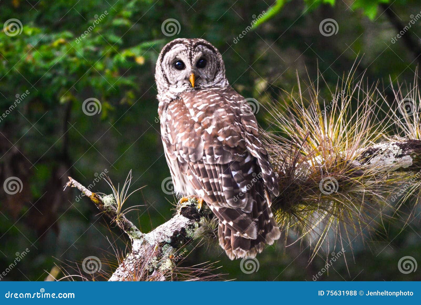 Barred Owl Sitting On Tree