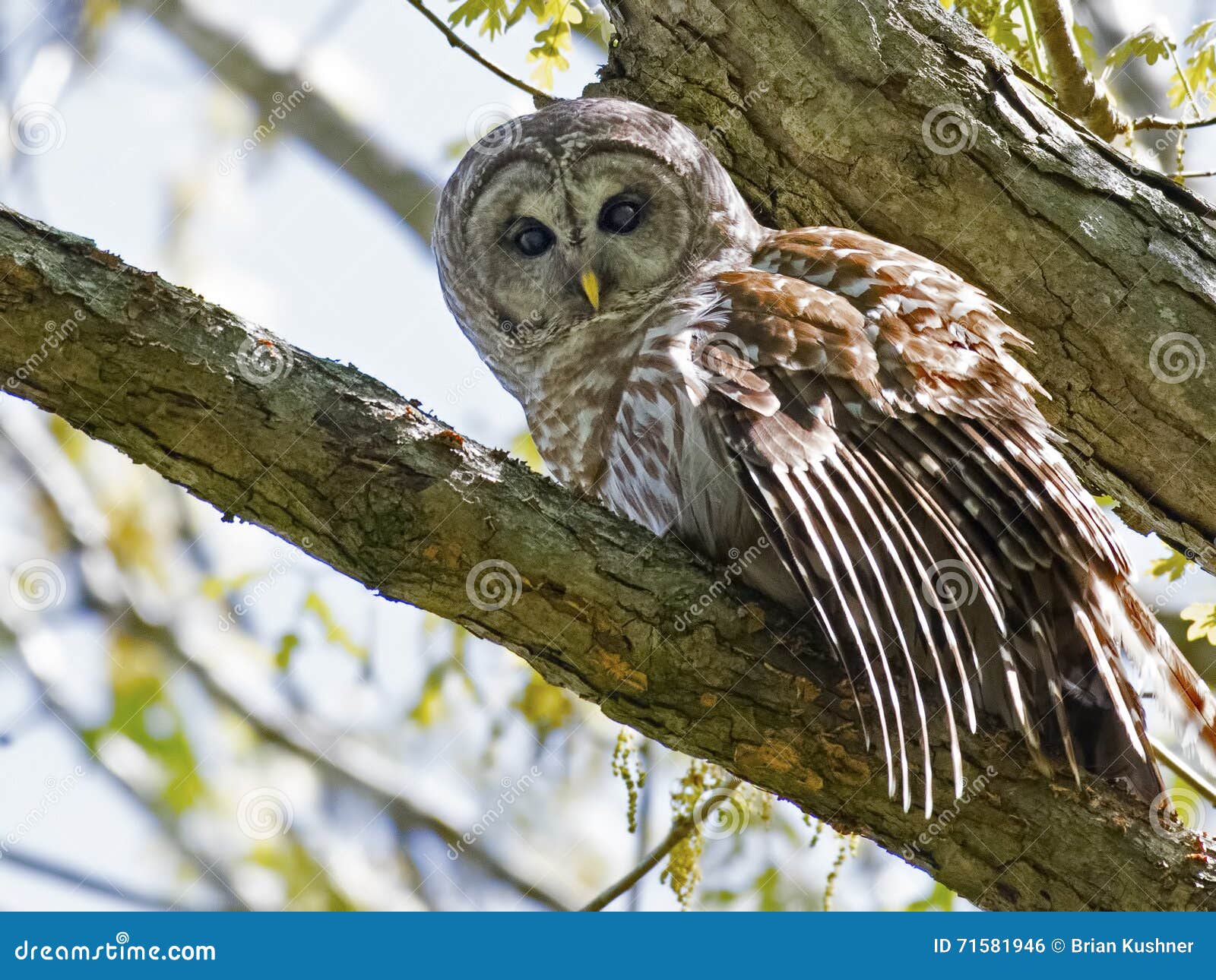 Barred Owl stock photo. Image of wildlife, schreech, wing - 71581946