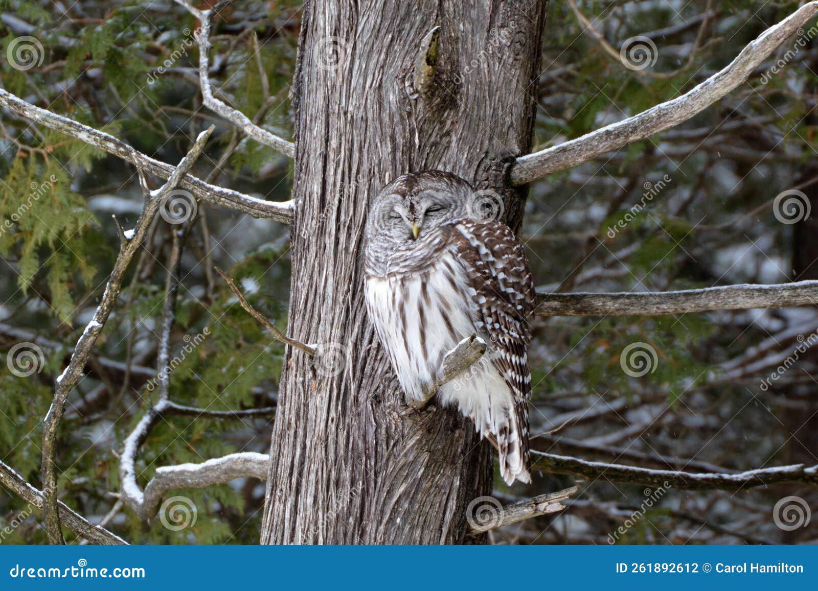 Barred Owl Sleeping in Tree Stock Photo - Image of country, close ...