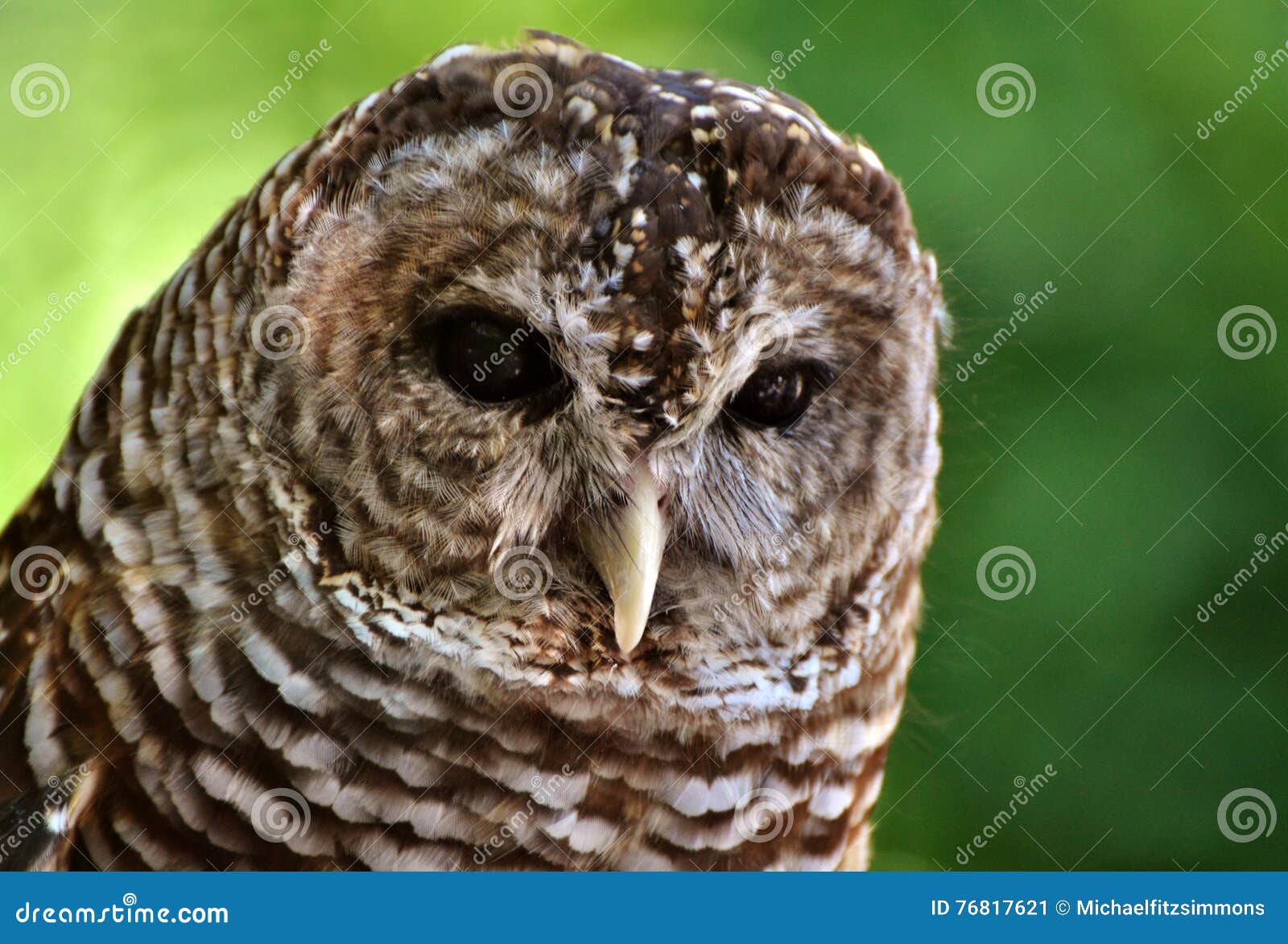 Barred Owl (Strix varia) stock image. Image of face, nature - 76817621