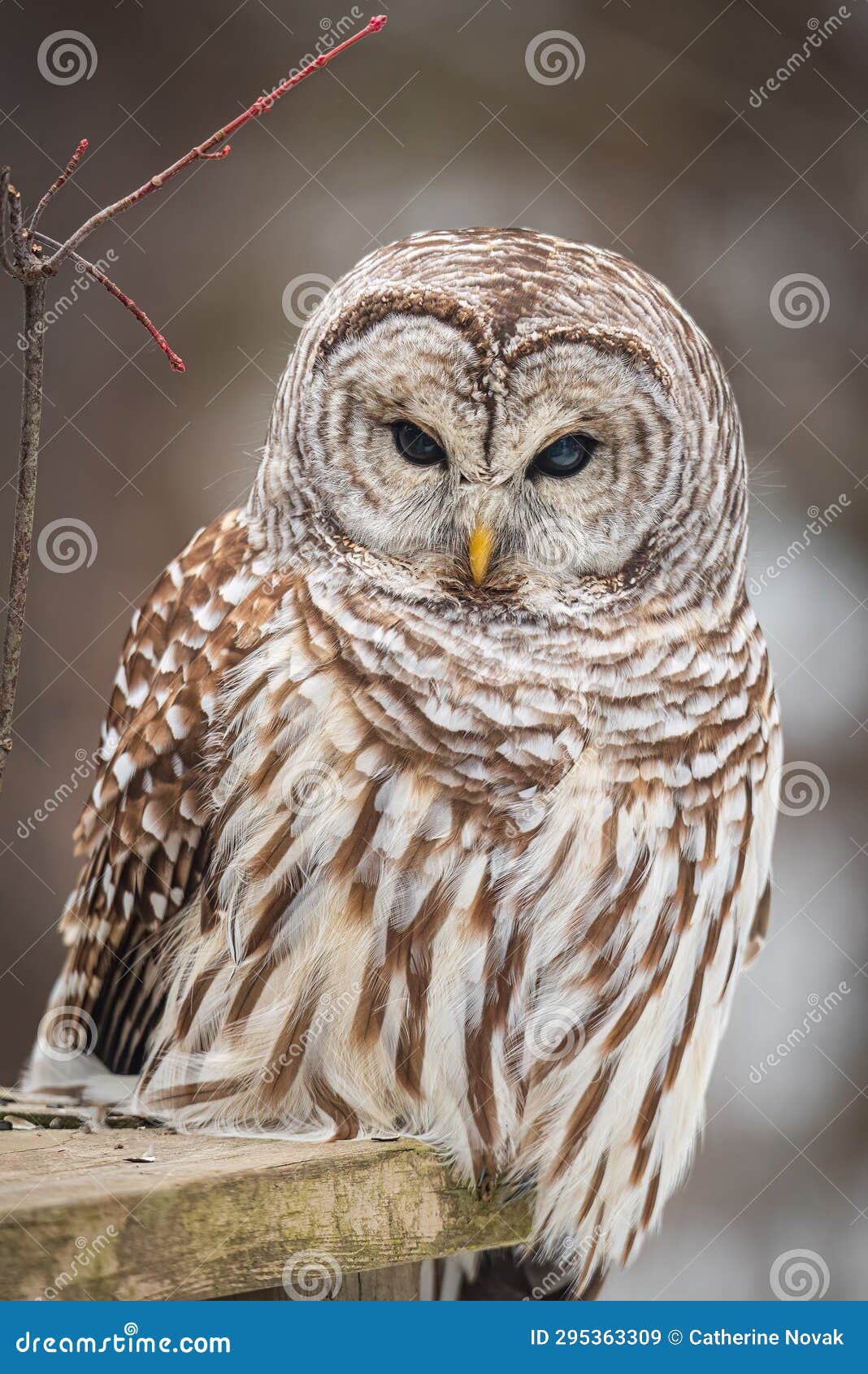 Barred Owl (Strix Varia) Close Up Staring Forward Stock Image - Image ...
