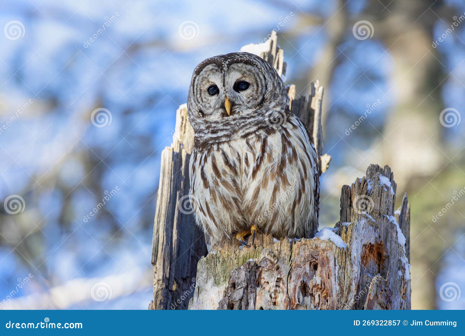 Barred Owl (Strix Varia) Perched on an Old Tree Stump in Winter in ...