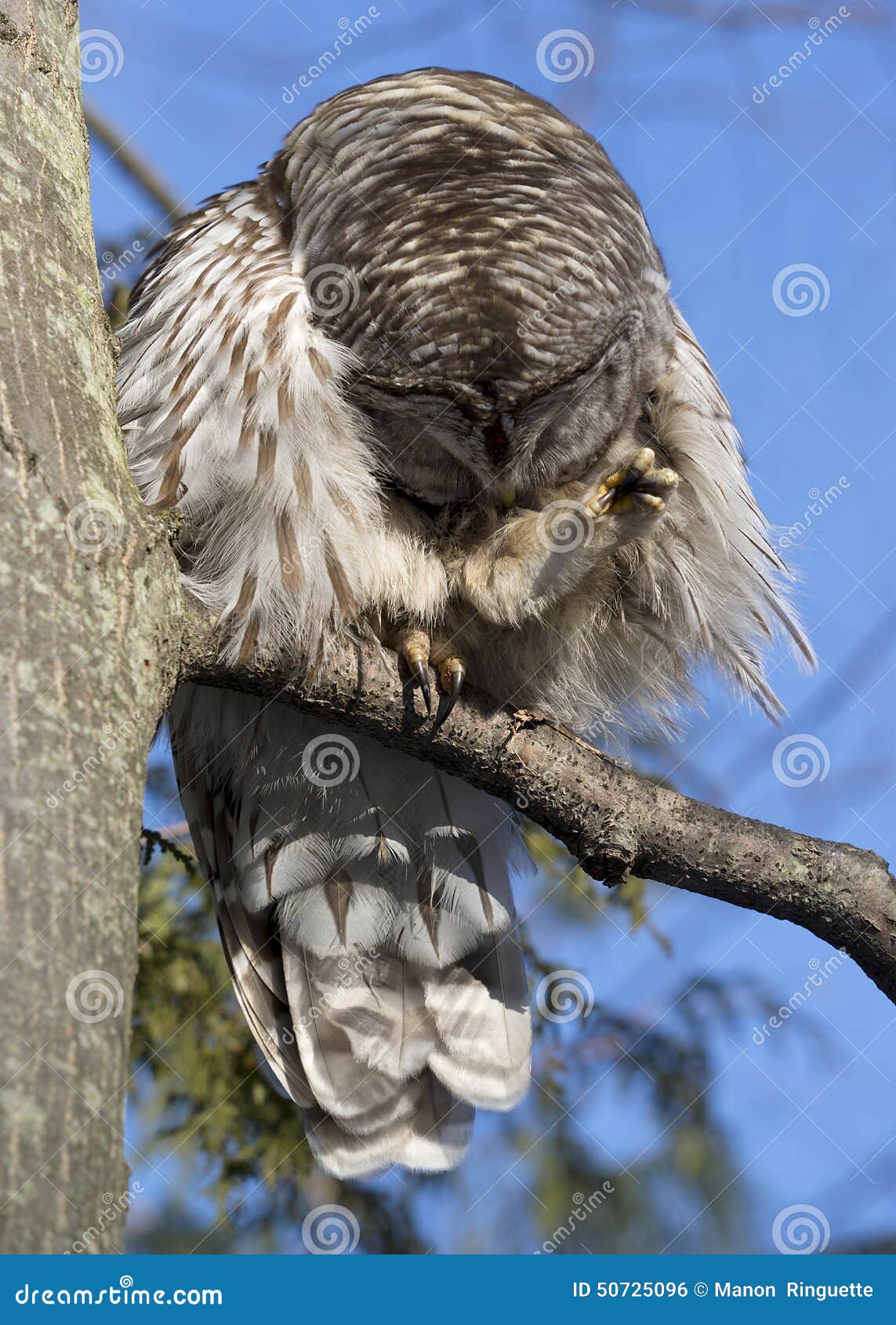 Barred Owl (Strix Varia) Preening Stock Photo - Image of white, strong ...