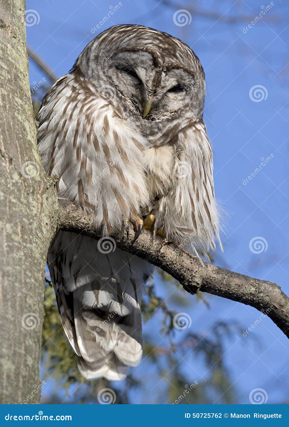 Barred Owl (Strix Varia) Preening Stock Photo - Image of tree, preening ...