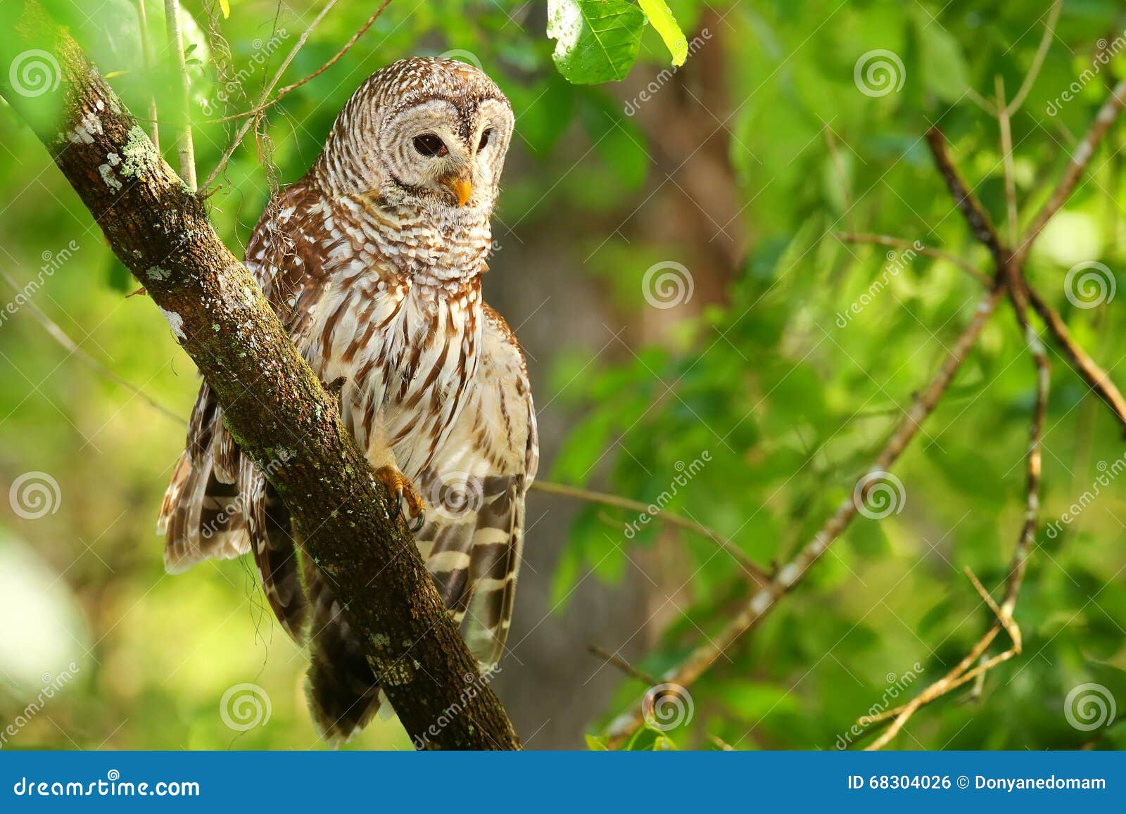 Barred Owl (Strix Varia) Stretching Its Wing Stock Photo - Image of ...