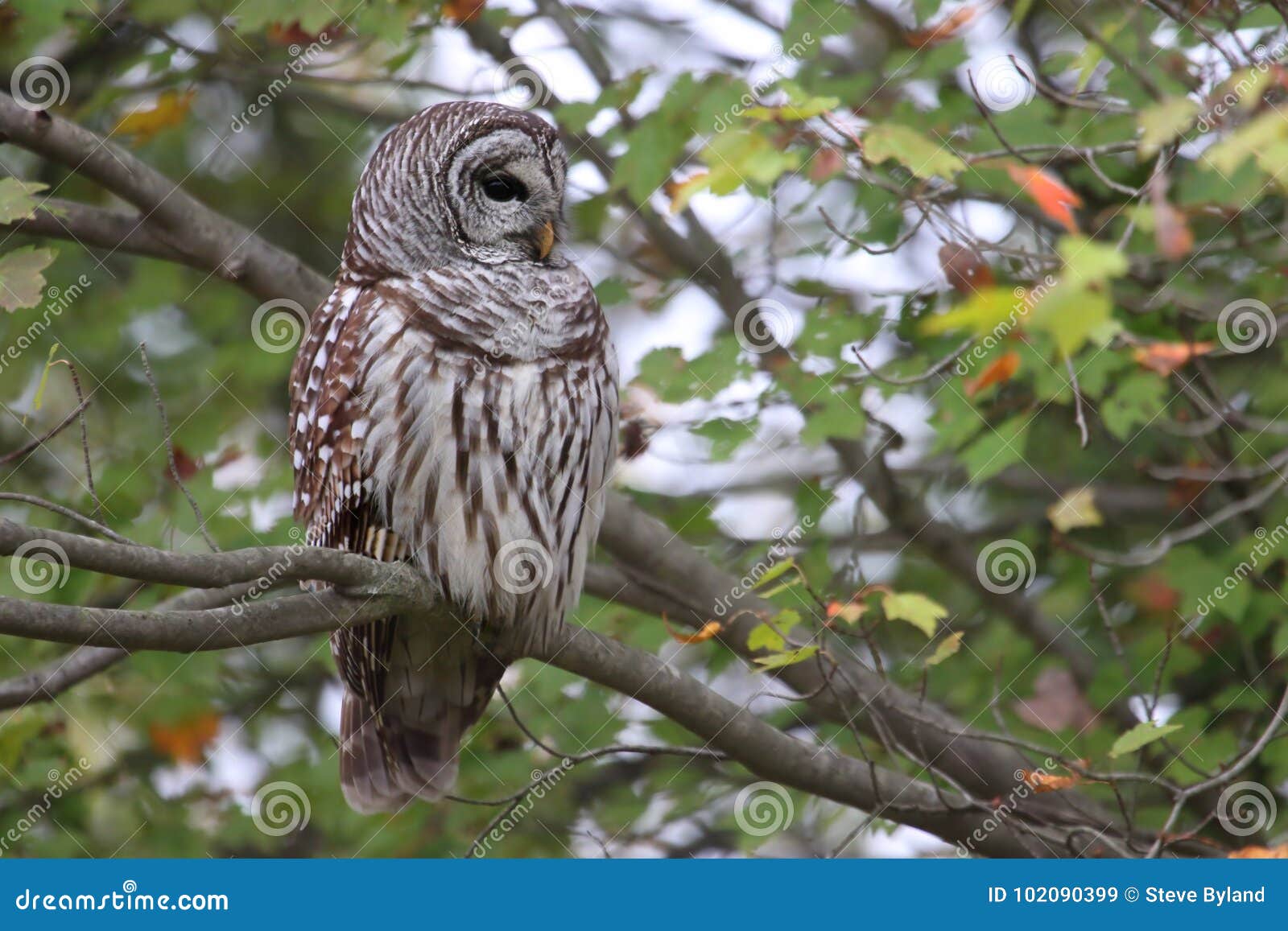 Barred Owl Strix varia stock image. Image of wing, nature - 102090399