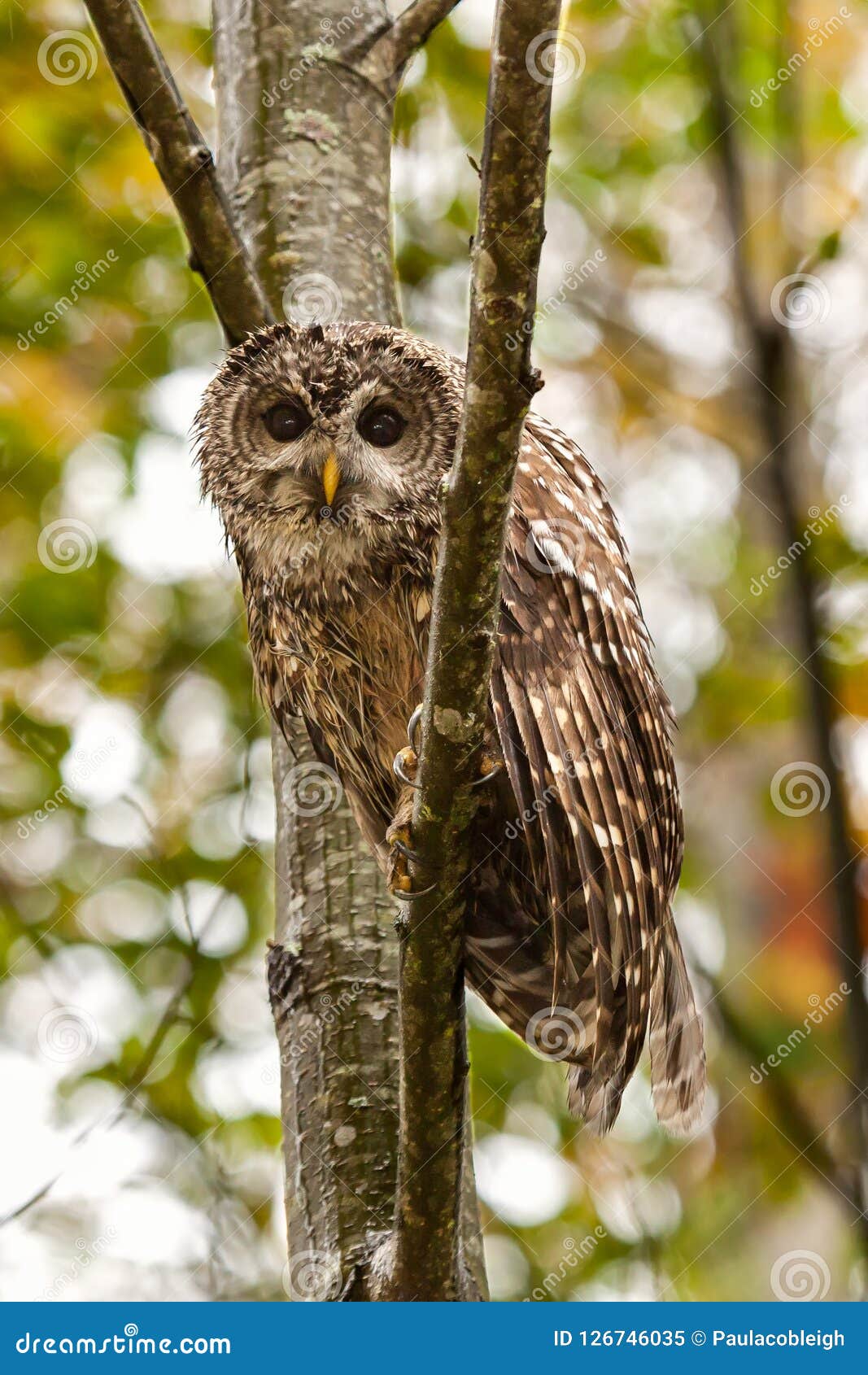 Barred Owl in a Tree in the Forest Stock Image - Image of prey, forest ...
