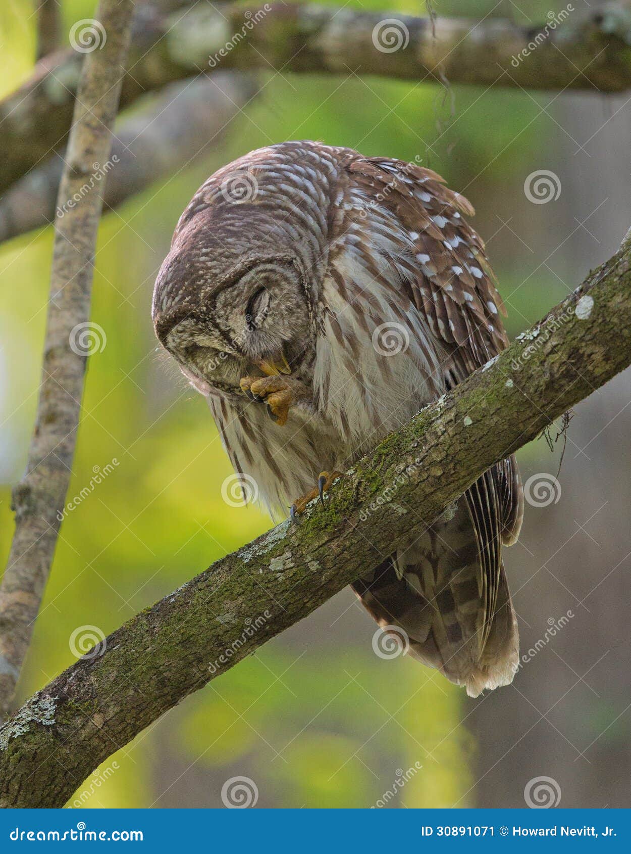 Barred Owl stock image. Image of refuge, tree, sitting - 30891071
